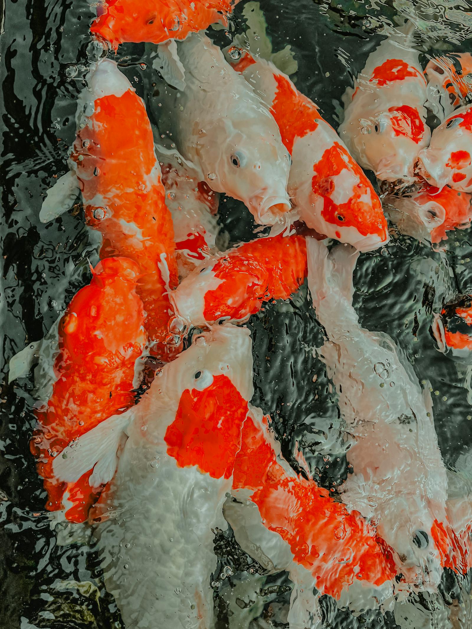 Big Fish Photos, Download The BEST Free Big Fish Stock Photos & HD Images