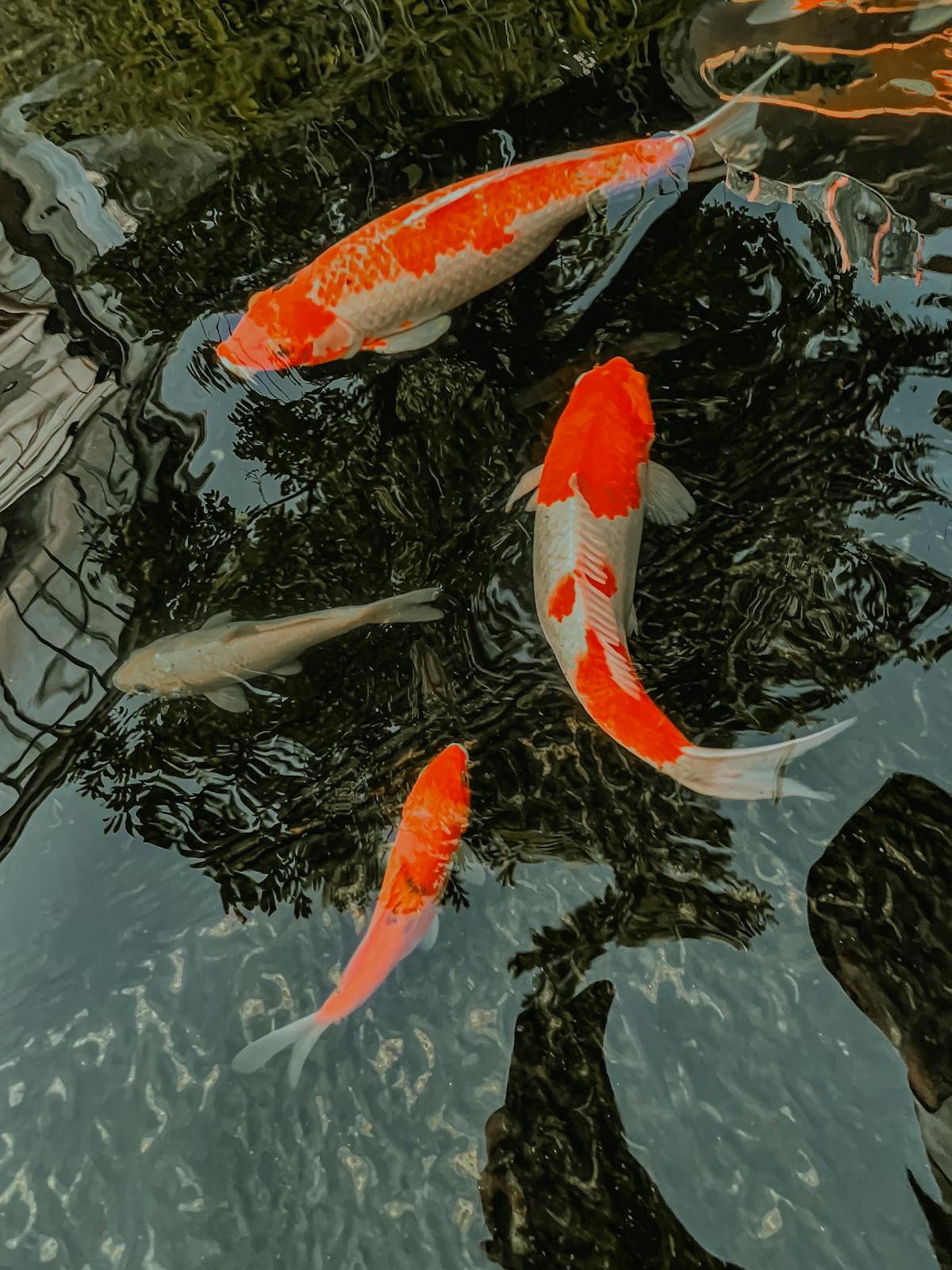 Koi Fish Wallpaper Photos, Download The BEST Free Koi Fish Wallpaper ...
