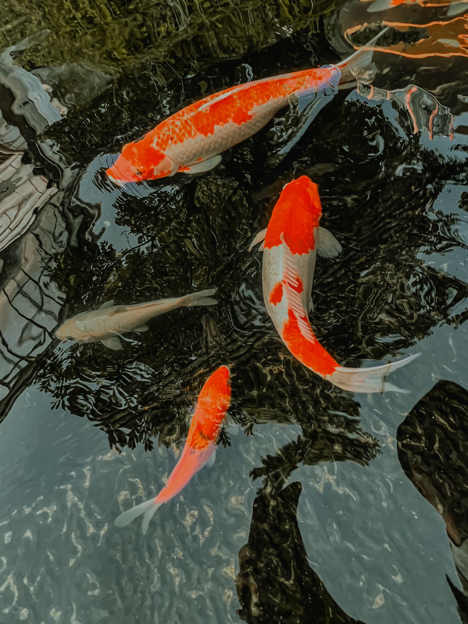 Big Fish Photos, Download The BEST Free Big Fish Stock Photos & HD Images
