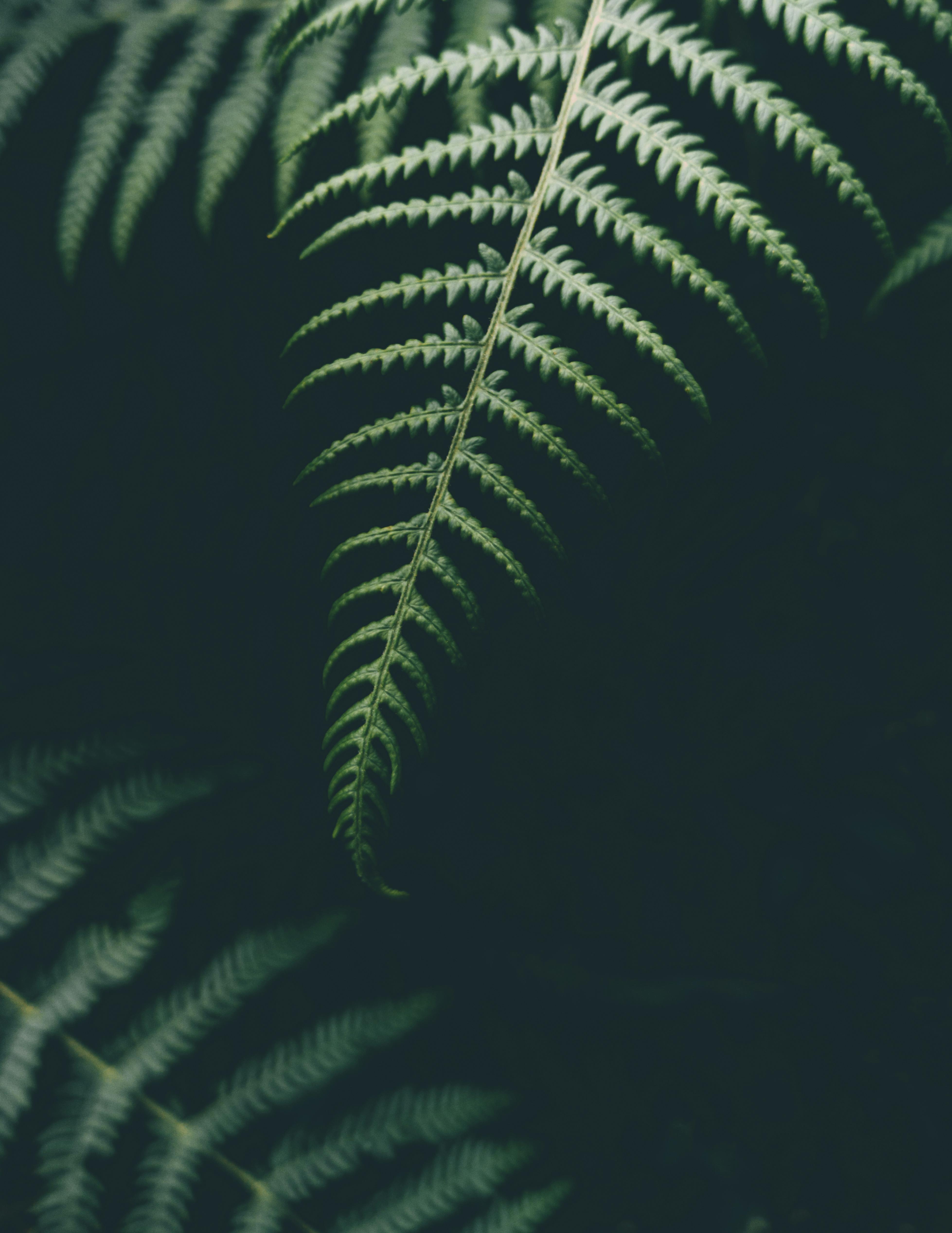 Photo of Two Fern Leaves · Free Stock Photo