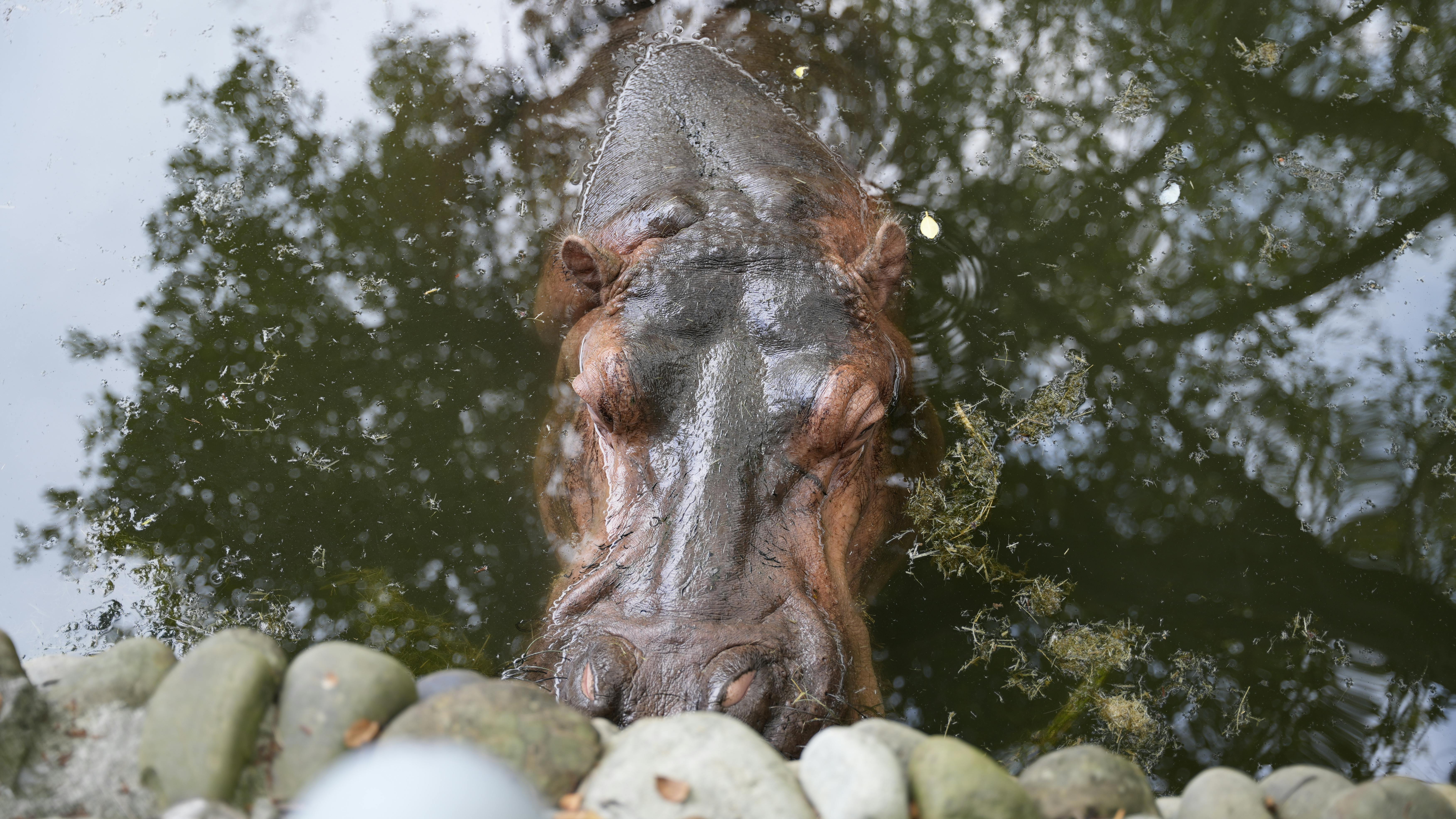 Pebble In A Pond Ripples Photos, Download The BEST Free Pebble In A ...