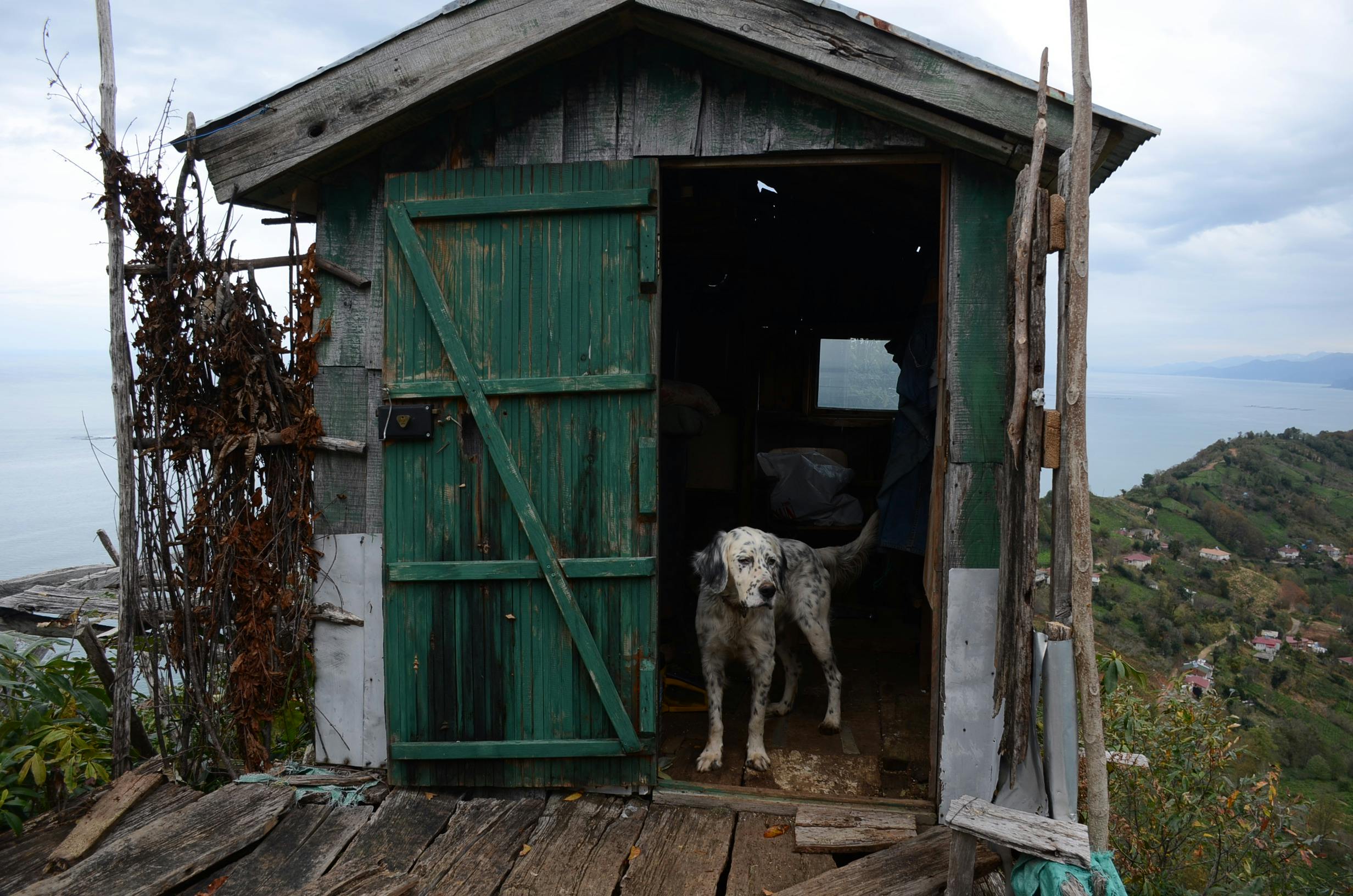 A dog stands in the doorway of a small shack · Free Stock Photo