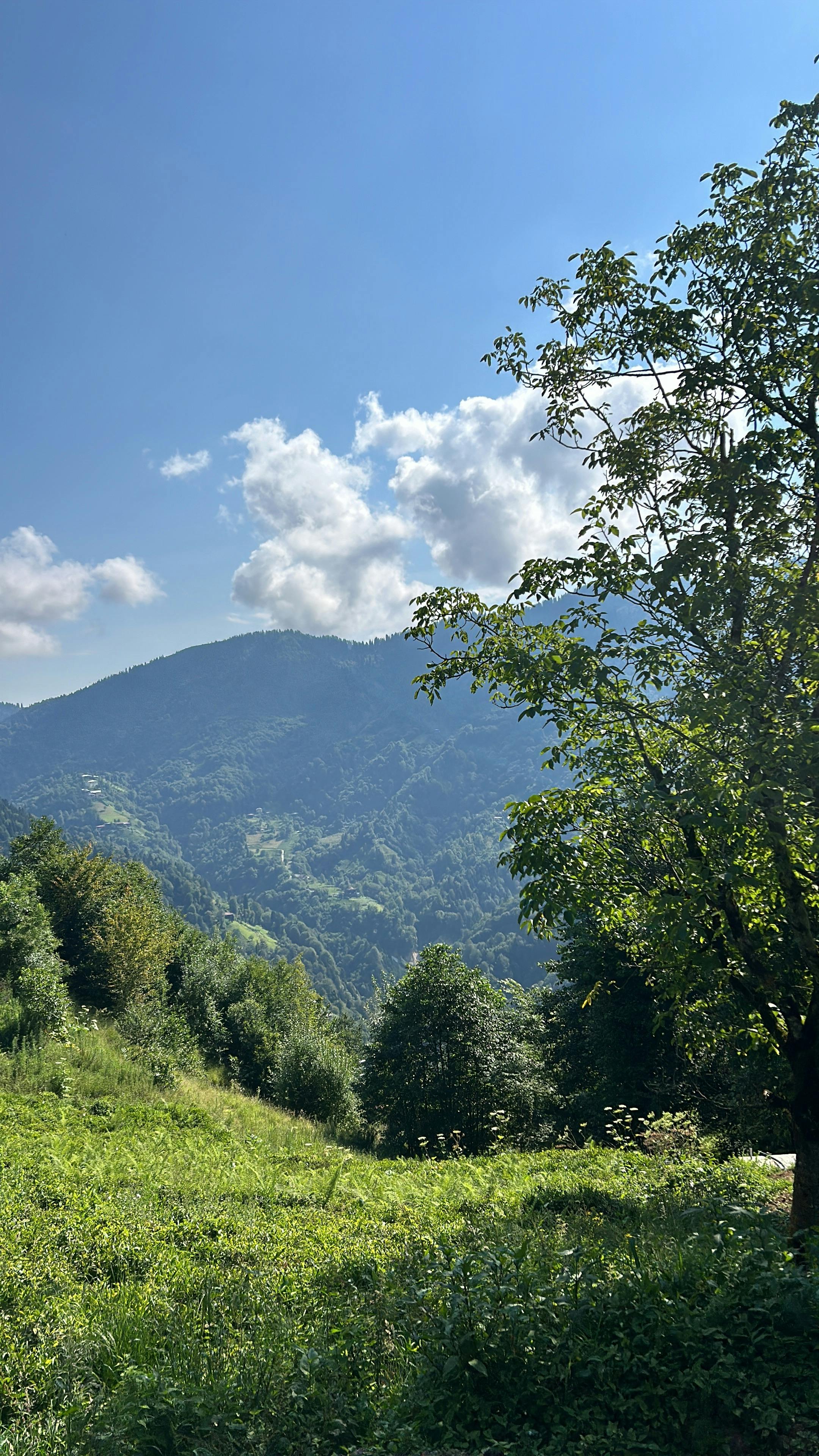 rize · Free Stock Photo