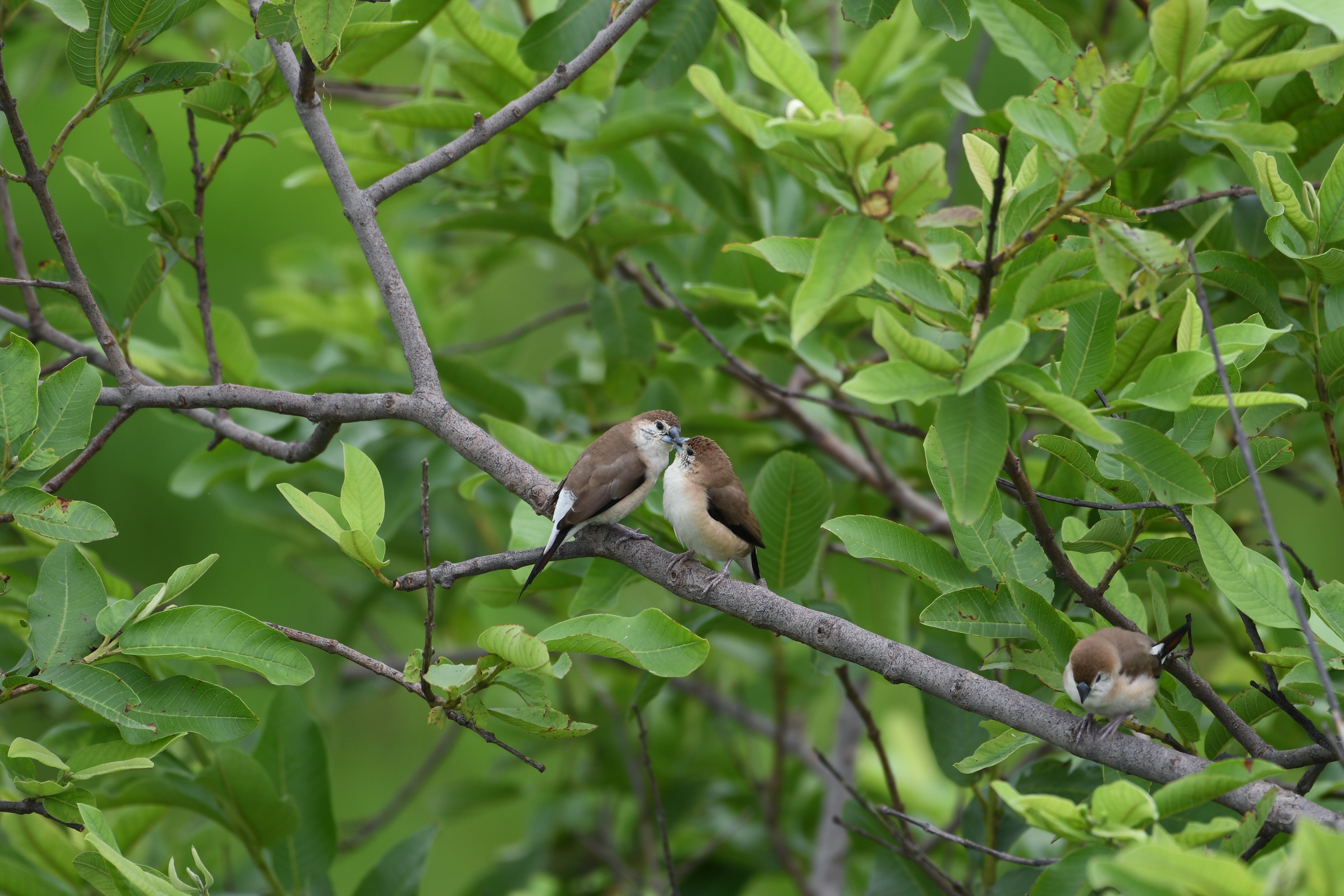 Two birds perched on a branch in the middle of a green tree · Free ...