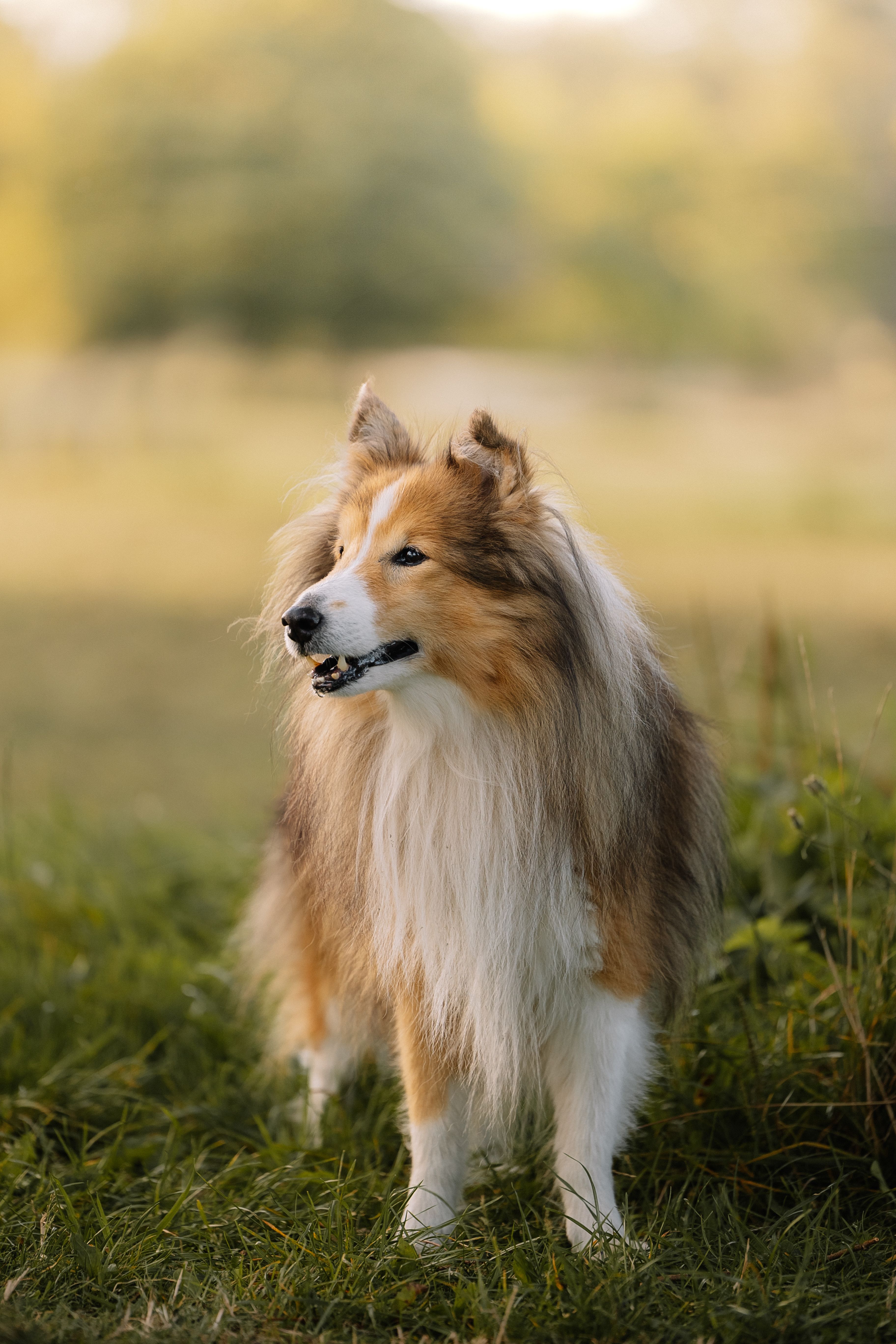 A Shetland Sheepdog Standing in the Park · Free Stock Photo