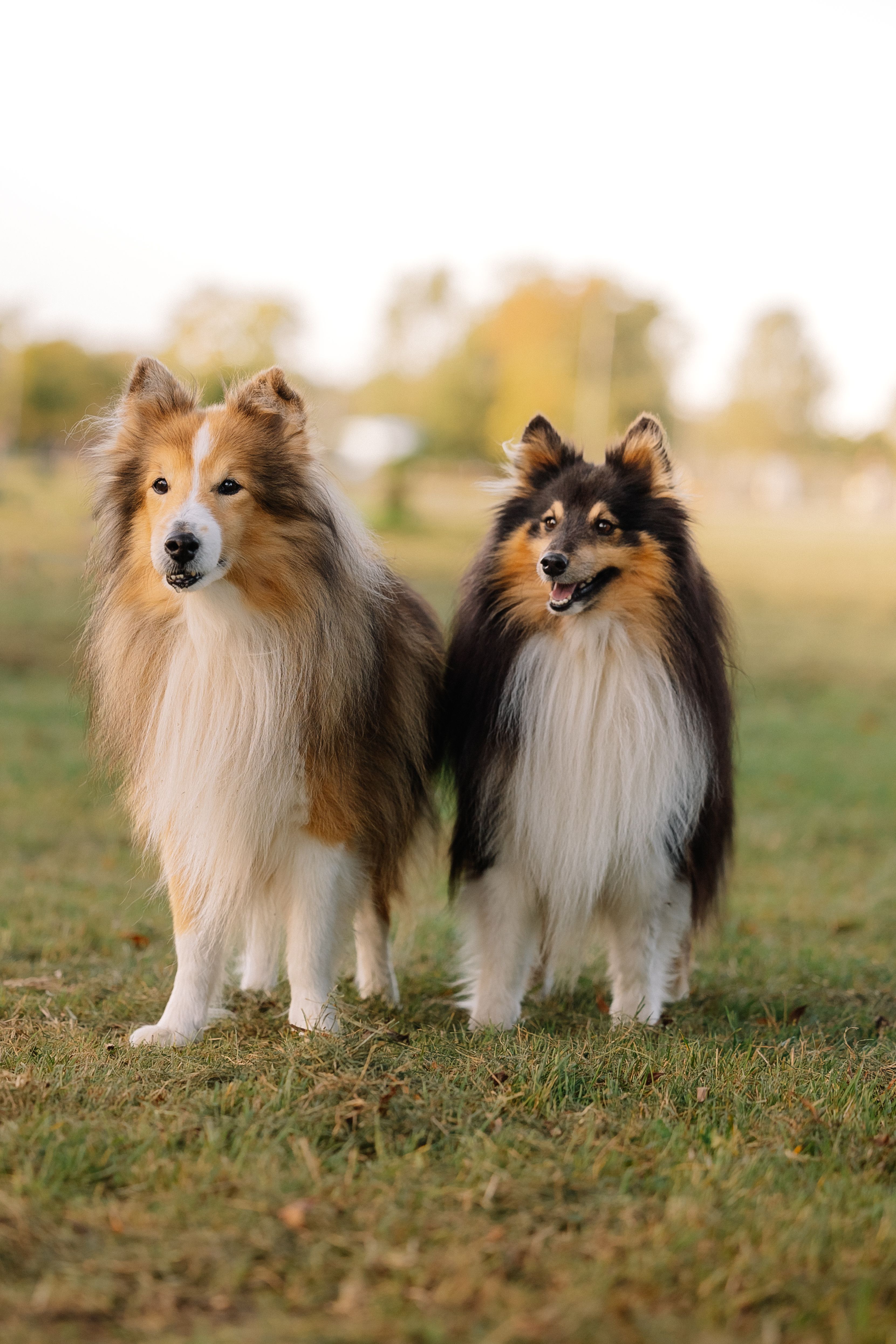 Two shetland sheepdogs standing in a field · Free Stock Photo
