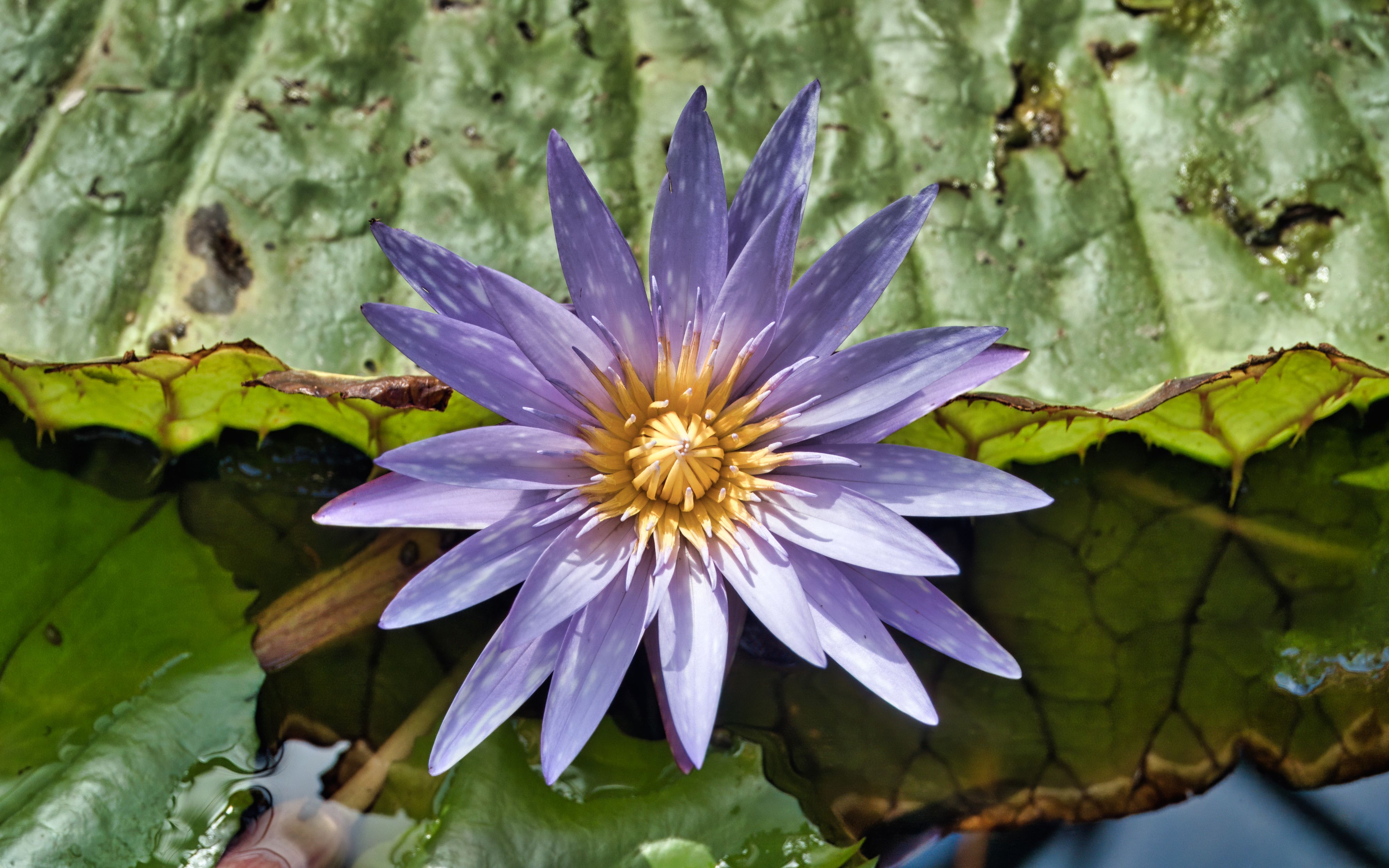 Purple waterlily flower from above · Free Stock Photo