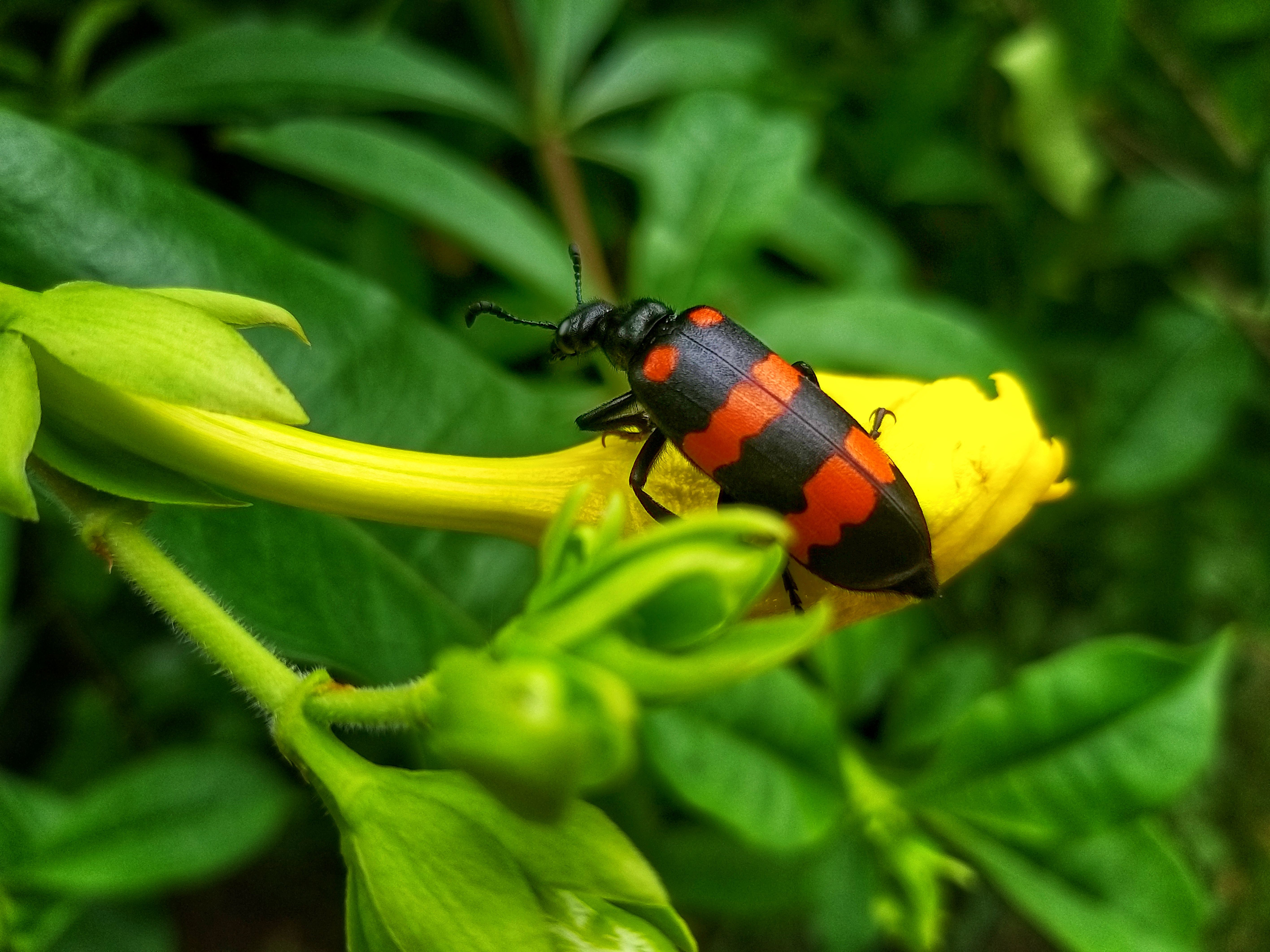 Beetle · Free Stock Photo