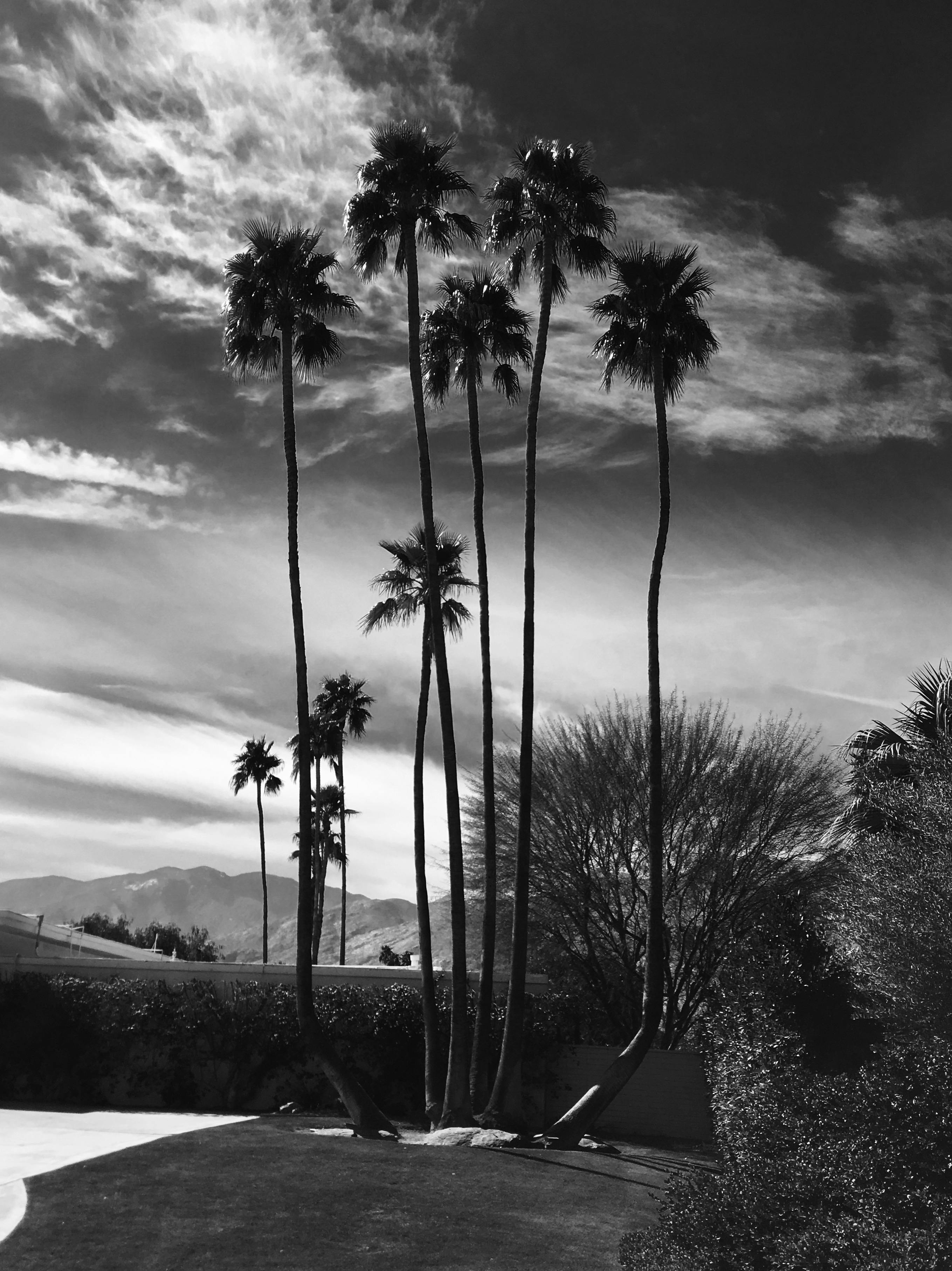 Tall Trees In Grayscale Photography · Free Stock Photo