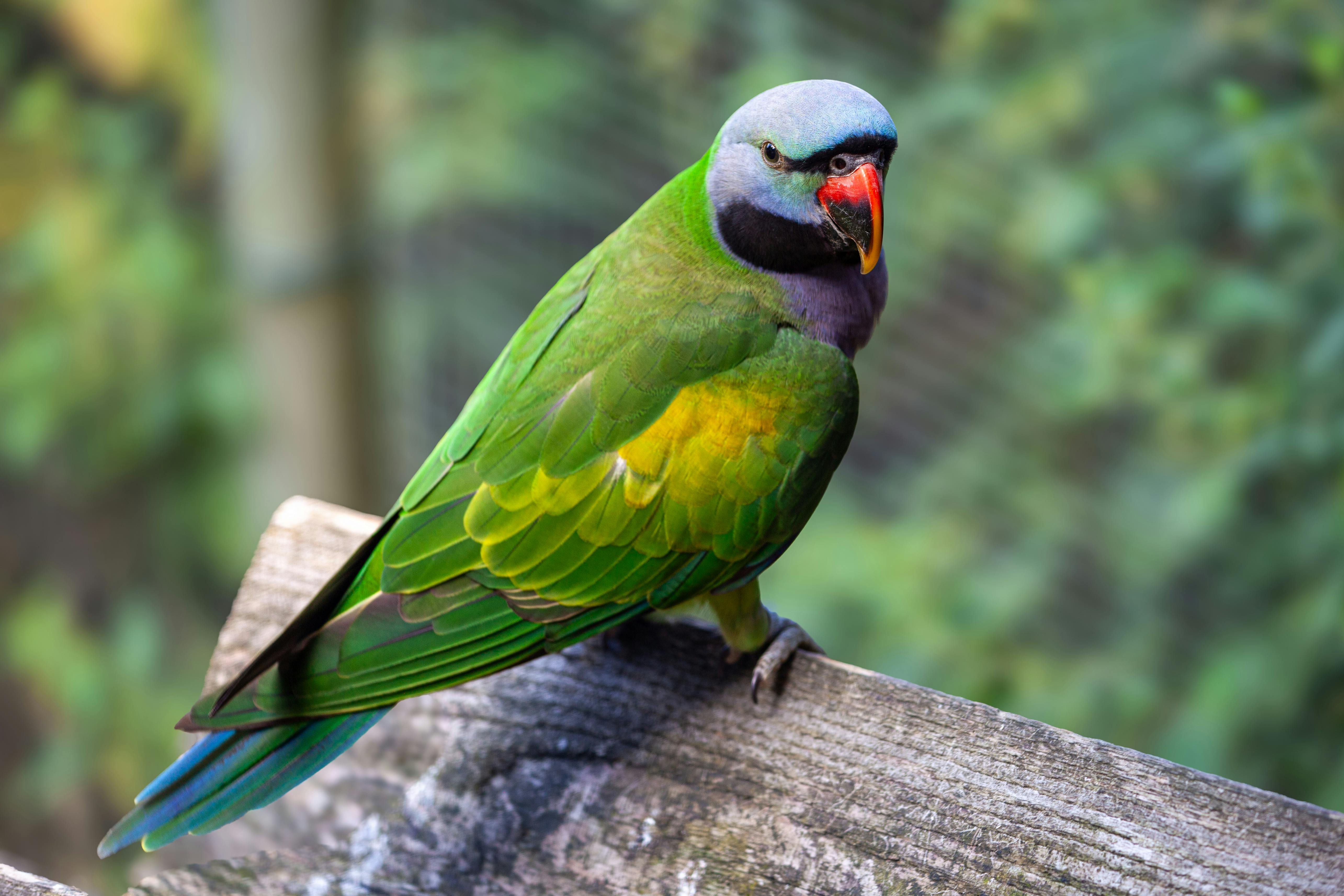 Photo of Perched Parakeet · Free Stock Photo
