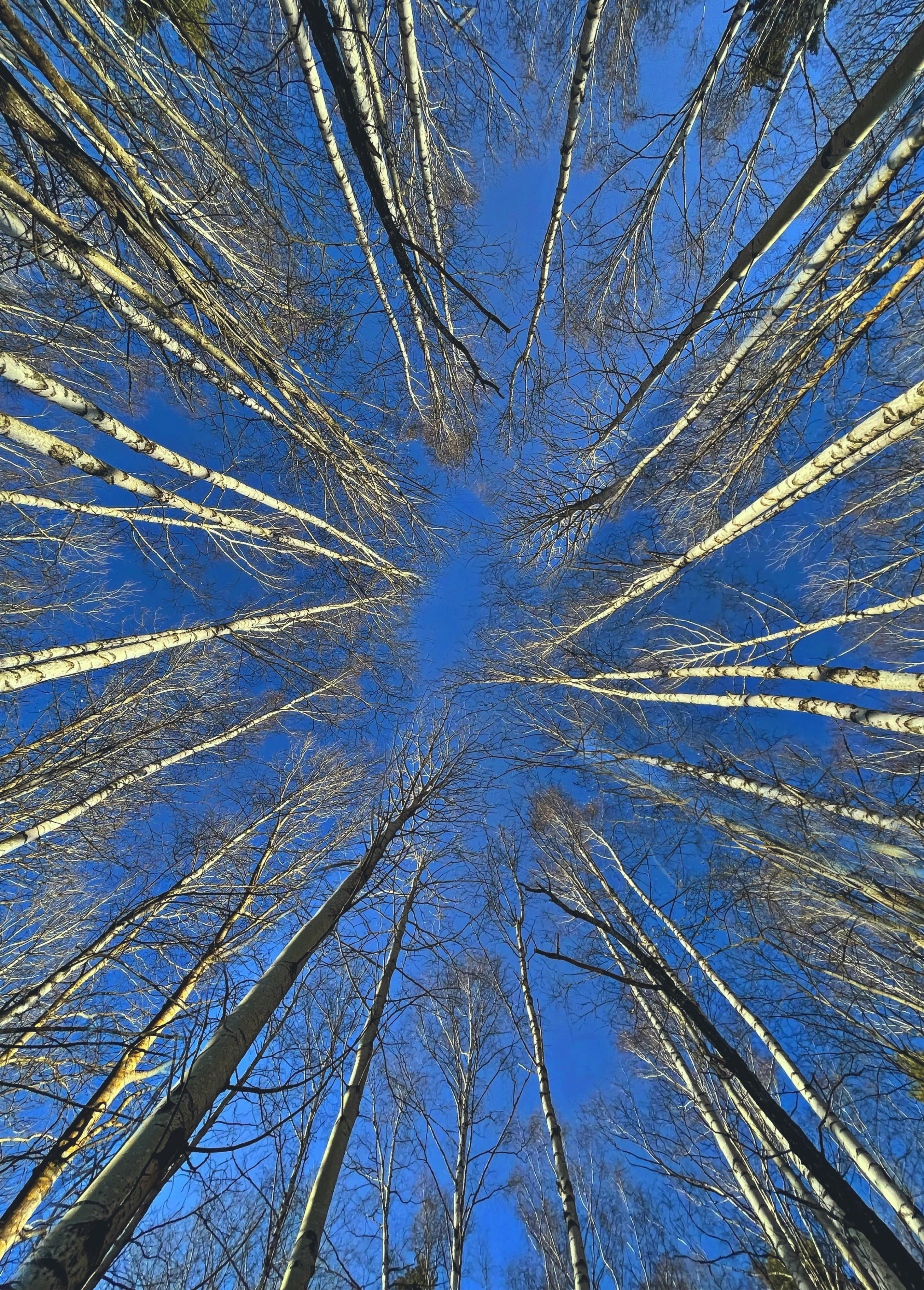 Leafless Trees Under White Sky · Free Stock Photo