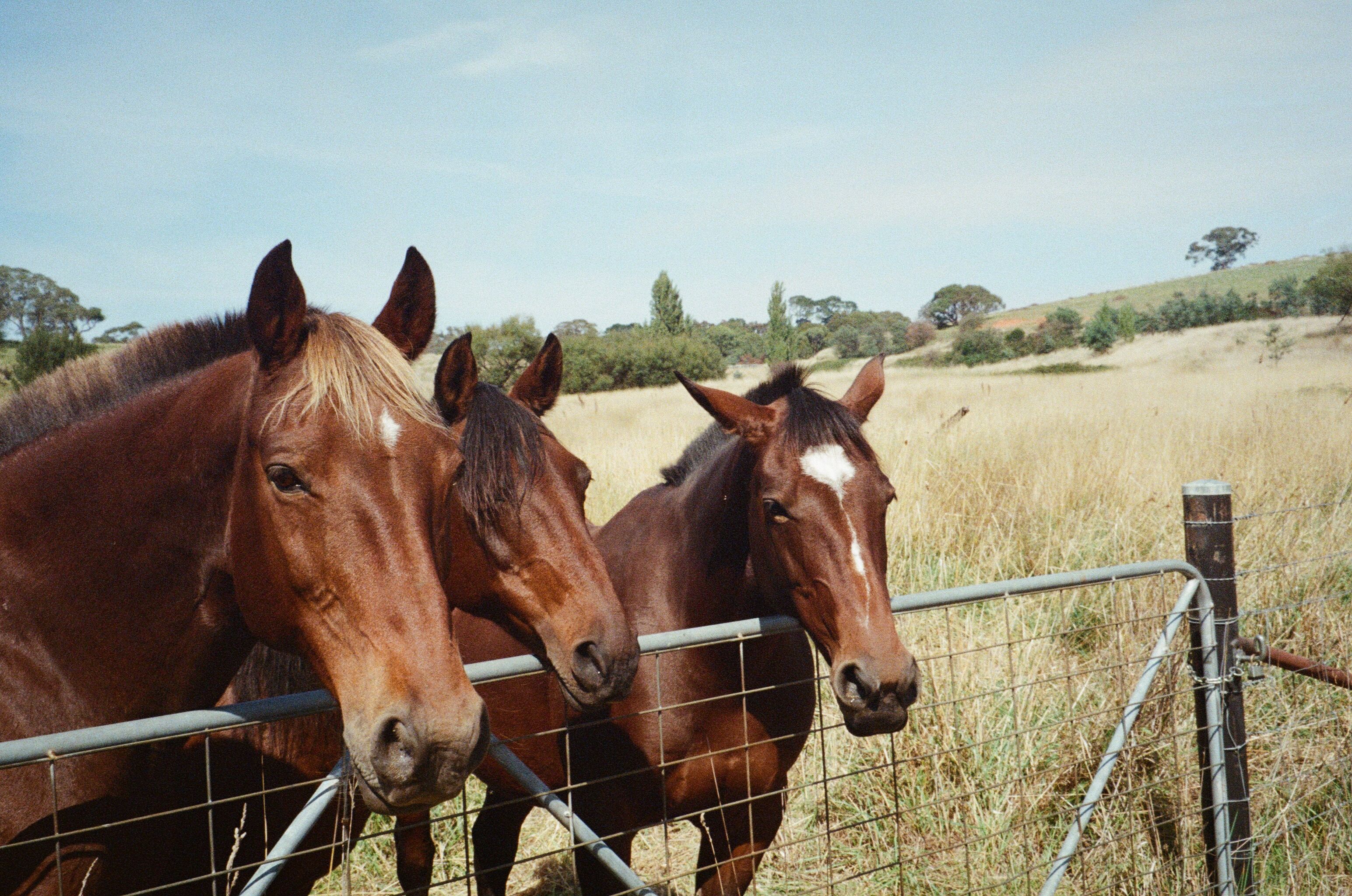 Three horses standing behind a fence in a field · Free Stock Photo