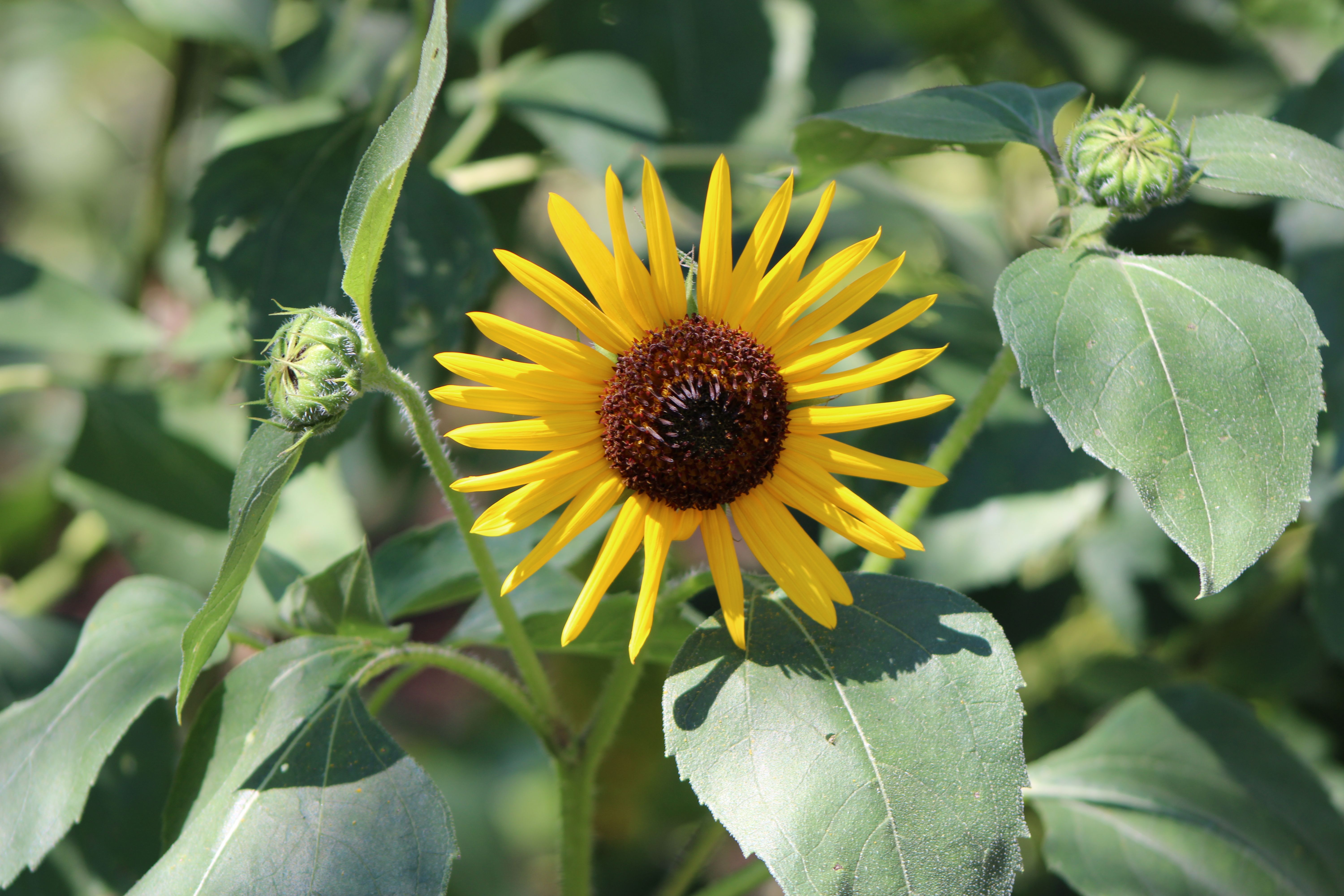 Sunflower · Free Stock Photo