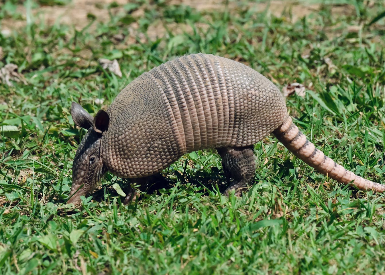 Nine Banded Armadillo: Fun Facts and Quick Info