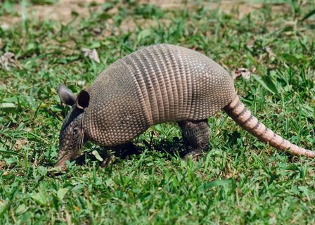 Nine Banded Armadillo Range Covers Key Areas Across America