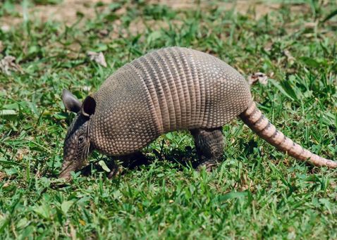 Nine Banded Armadillo Range Covers Key Areas Across America