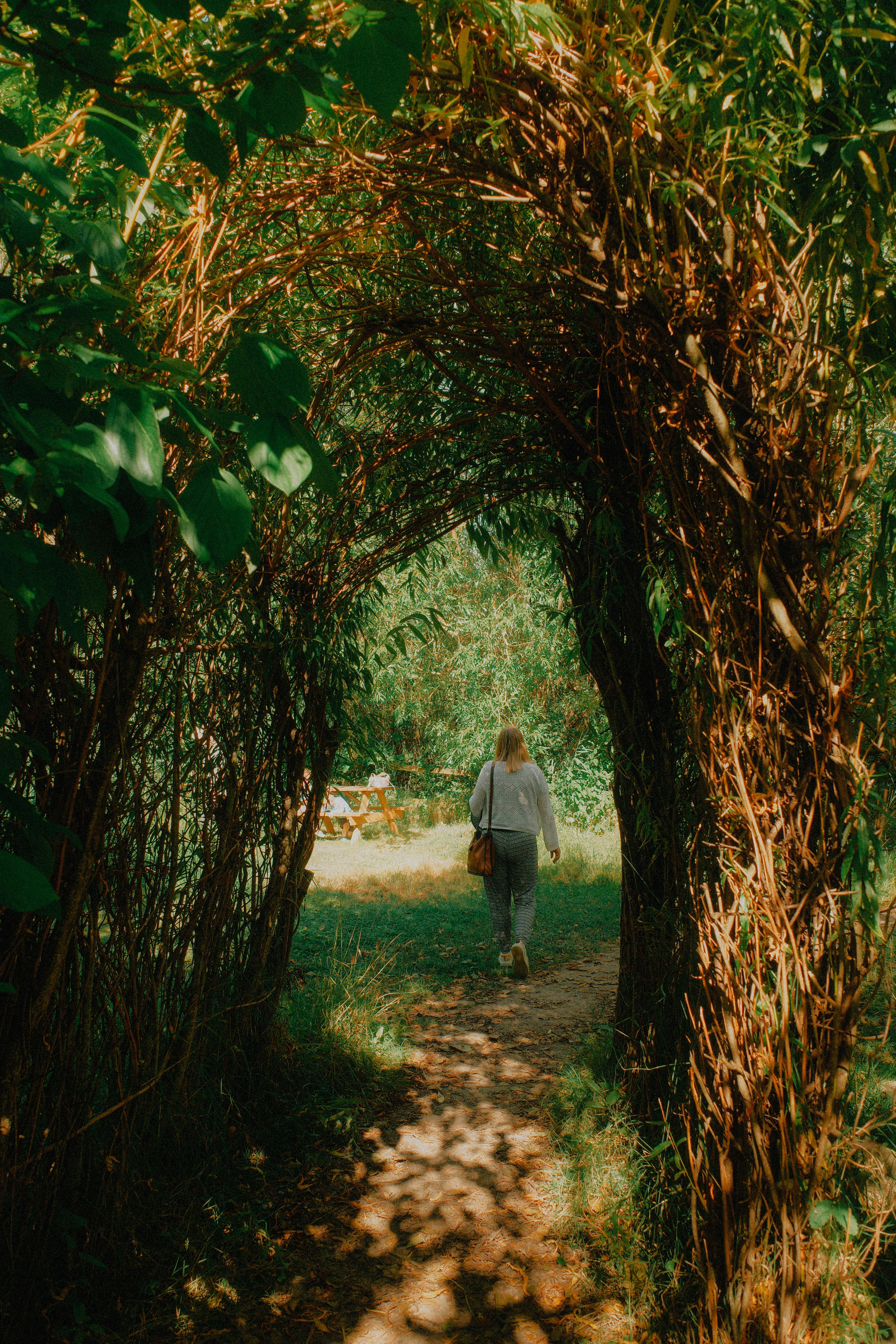 A person walking through a tunnel of trees · Free Stock Photo
