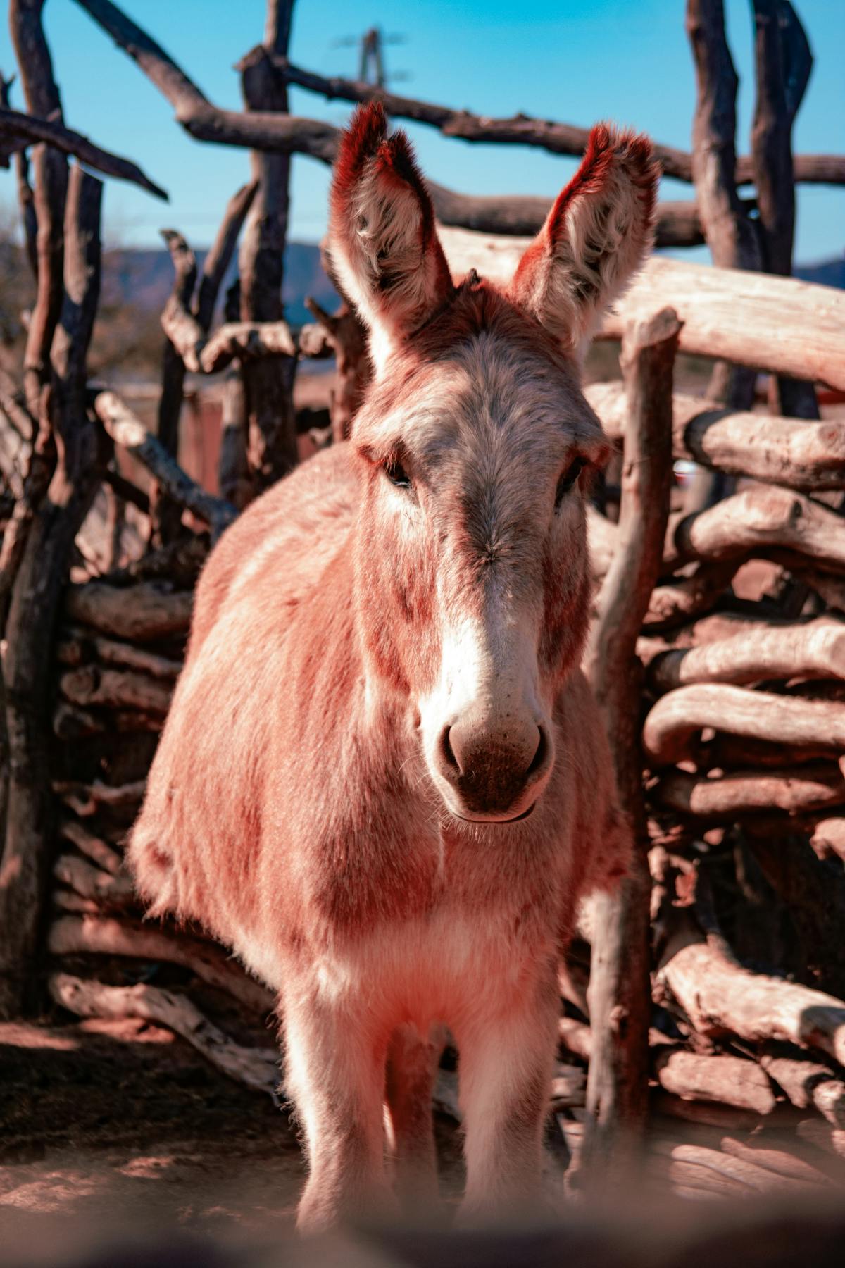 Funny Donkey Pictures Photos, Download The BEST Free Funny Donkey ...