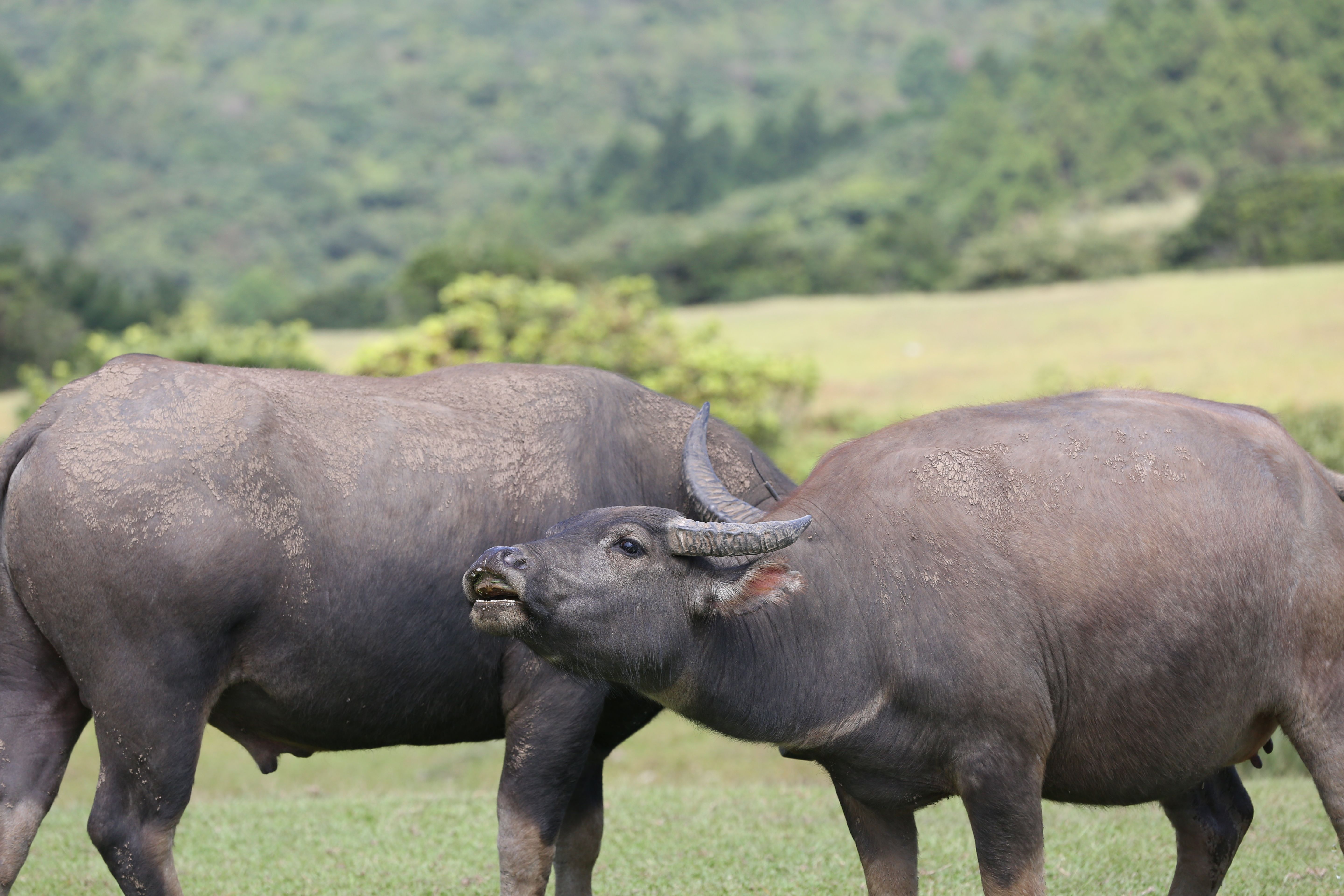 Two bulls standing in a field with a green background · Free Stock Photo