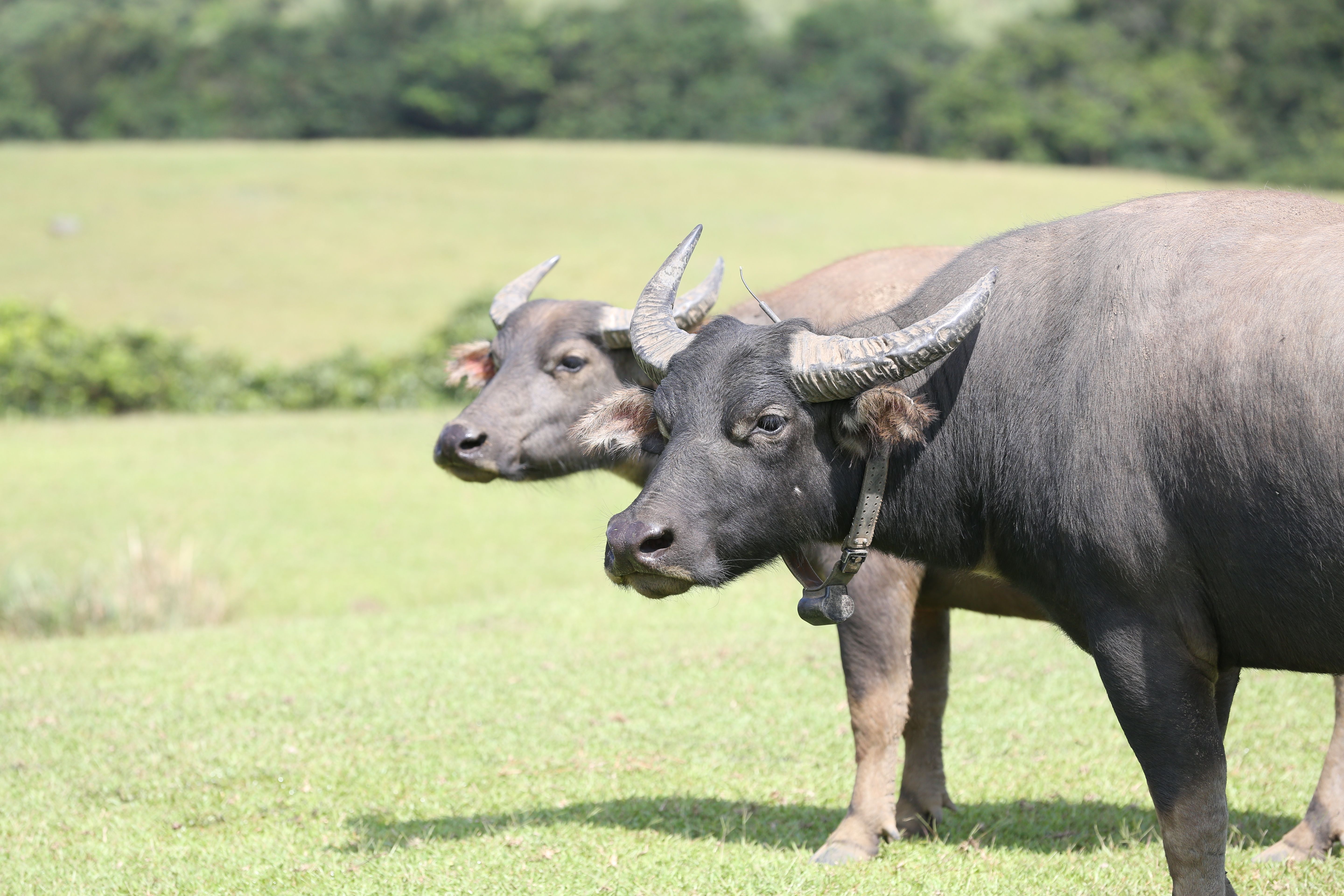 Two bulls standing in a field with grass · Free Stock Photo