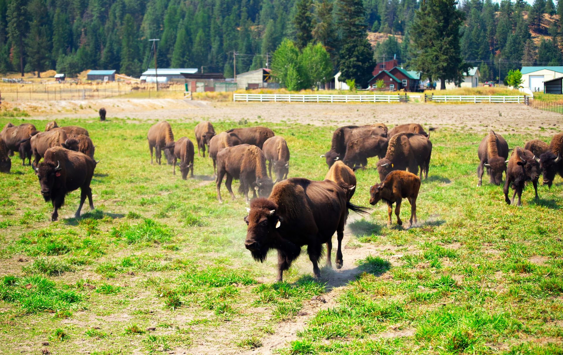 Buffalo Bison Animal Overview and Habitat Insights