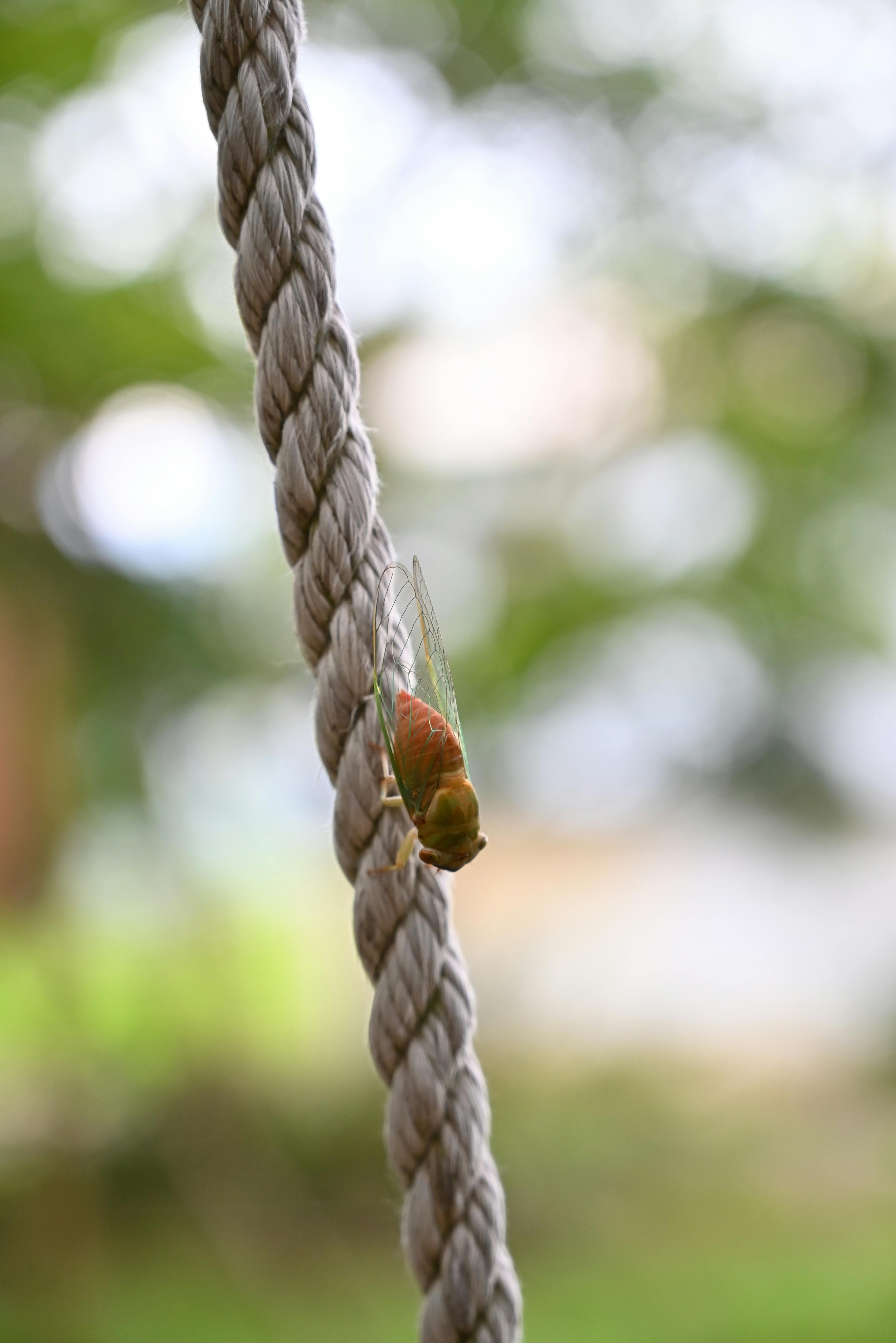 A bug is hanging from a rope · Free Stock Photo