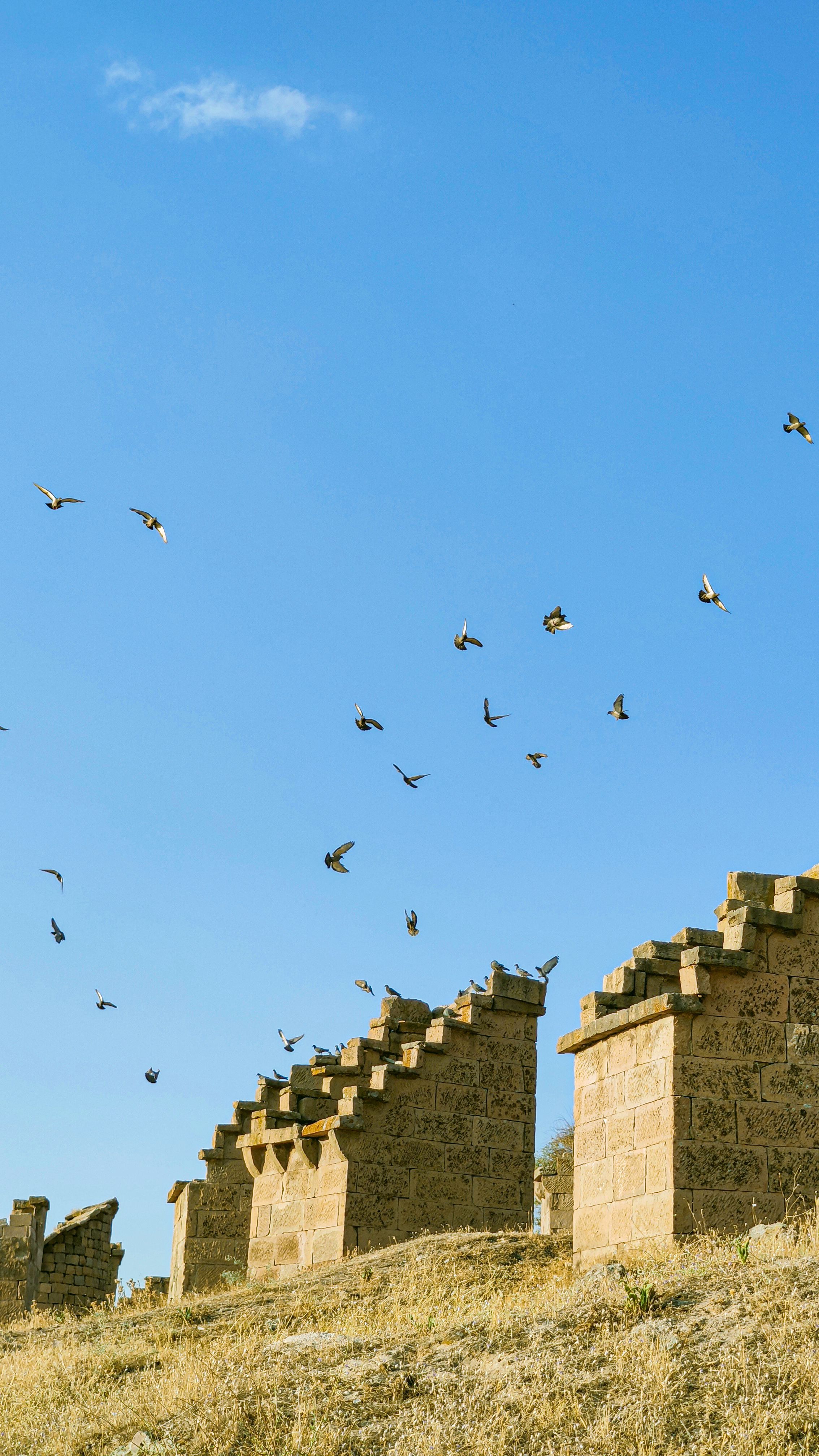 Birds flying over a stone wall with a blue sky · Free Stock Photo