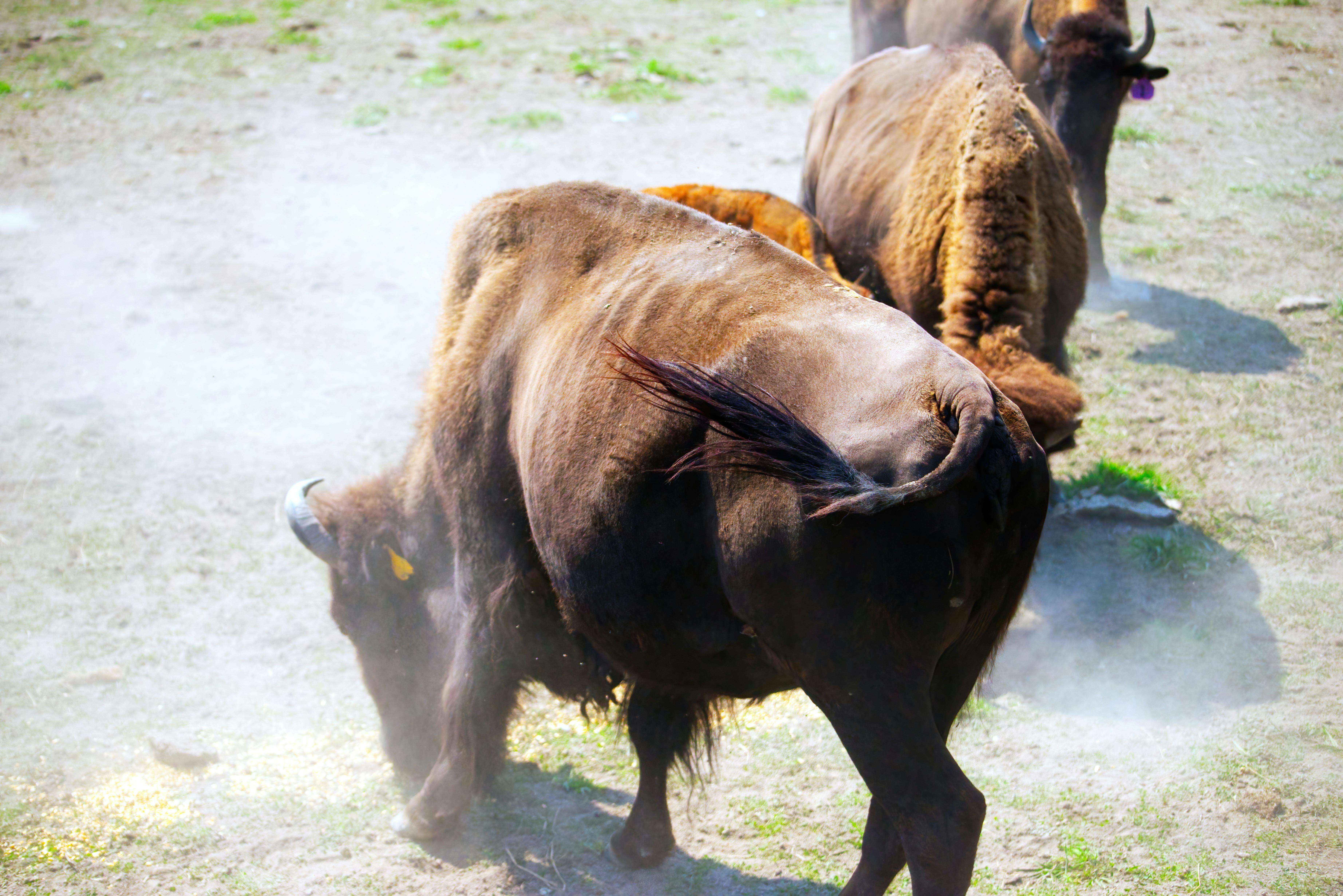 Massive Animals Photos, Download The BEST Free Massive Animals Stock ...