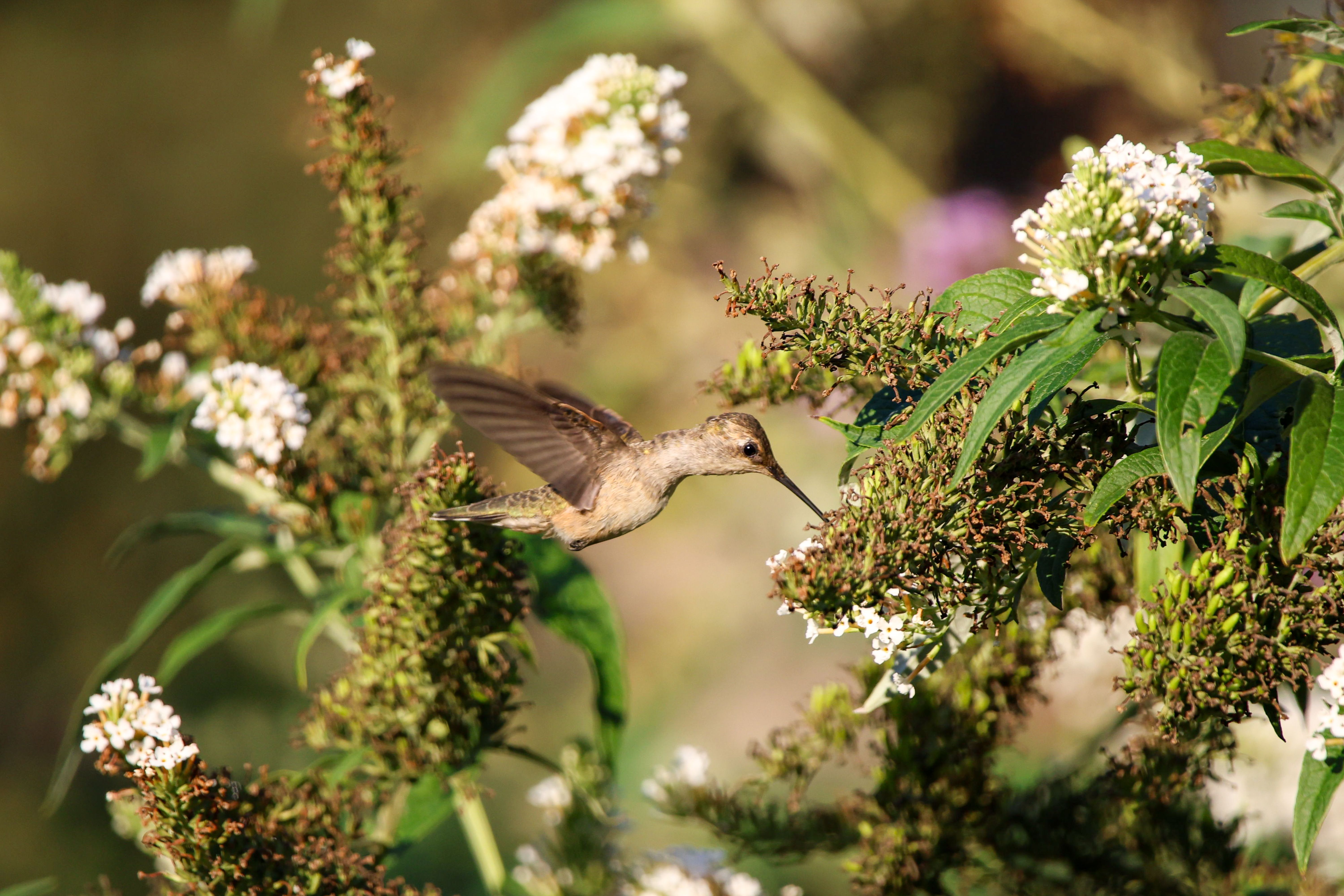 Close-Up Photo of Hummingbird Near Flowers · Free Stock Photo
