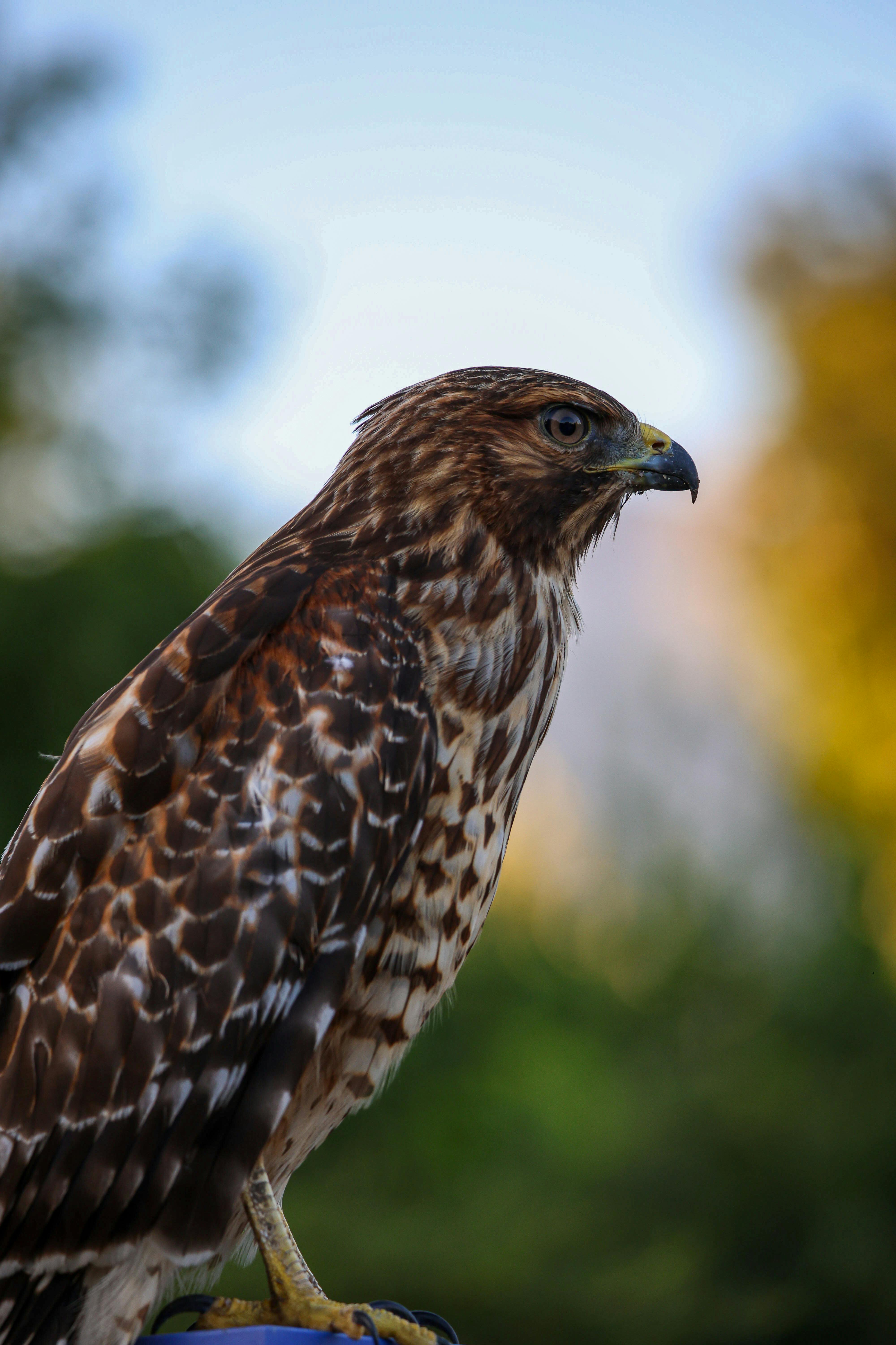 A hawk is perched on top of a blue object · Free Stock Photo