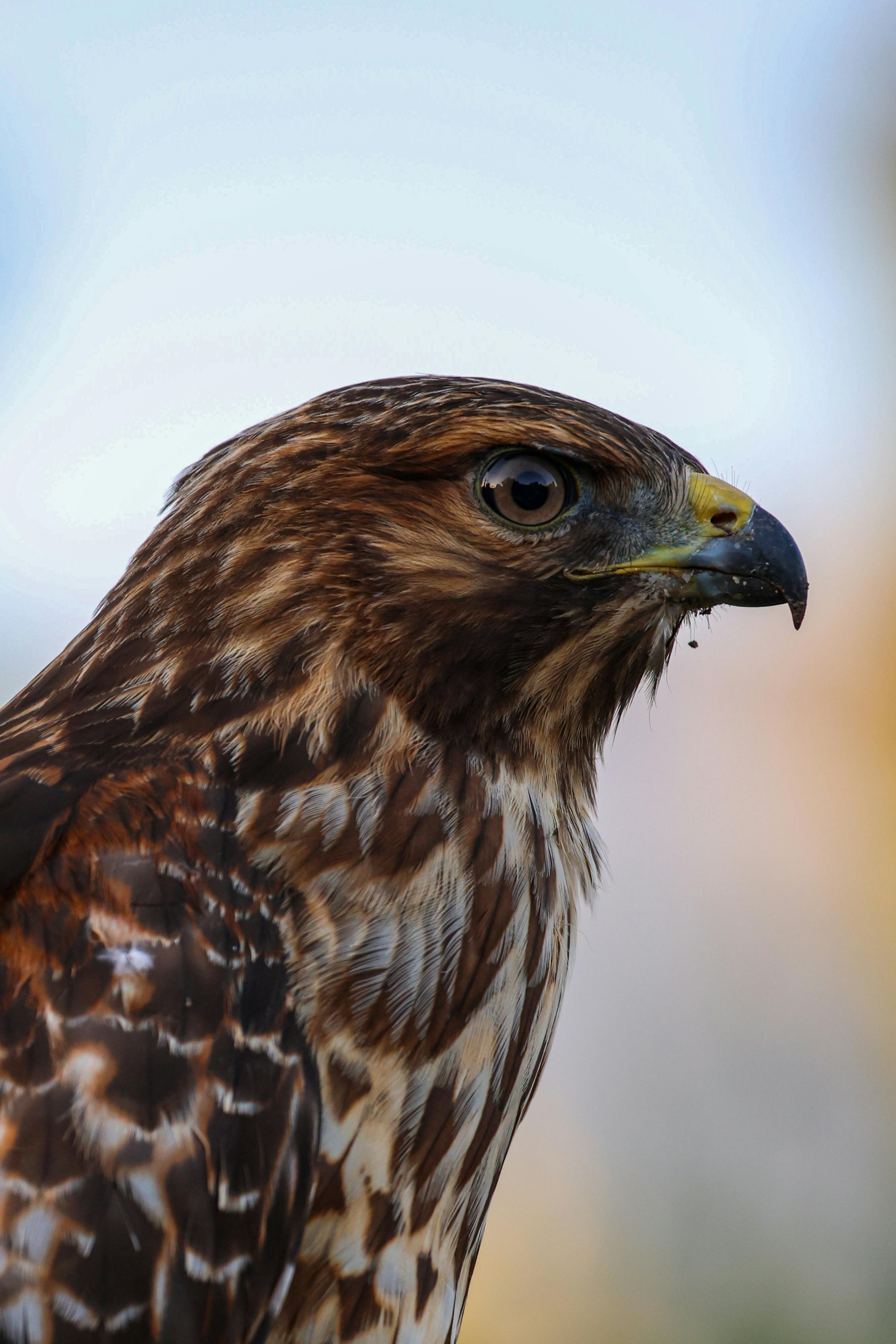 A hawk is looking at the camera with its head tilted · Free Stock Photo