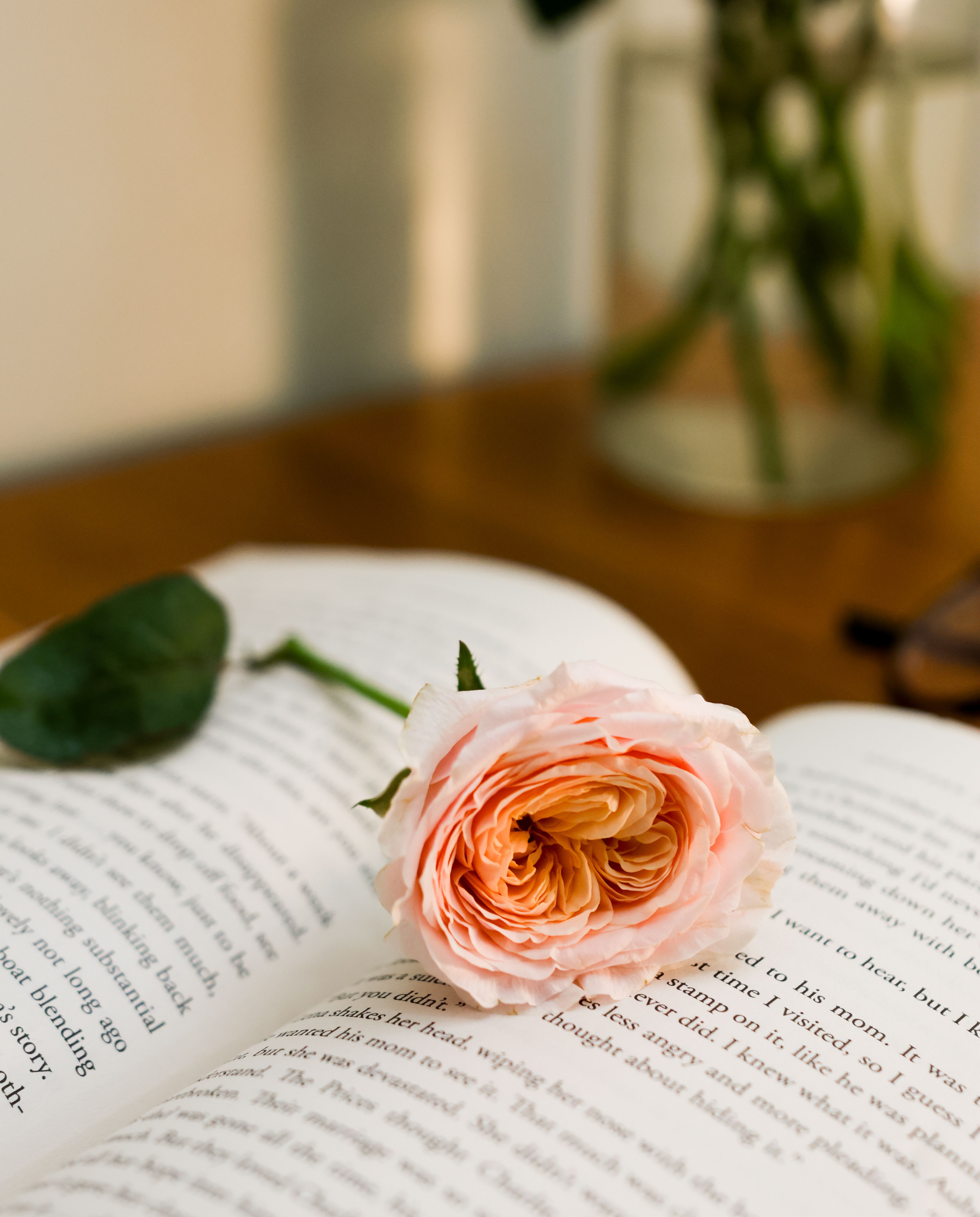 Blooming rose with gentle petals on book · Free Stock Photo