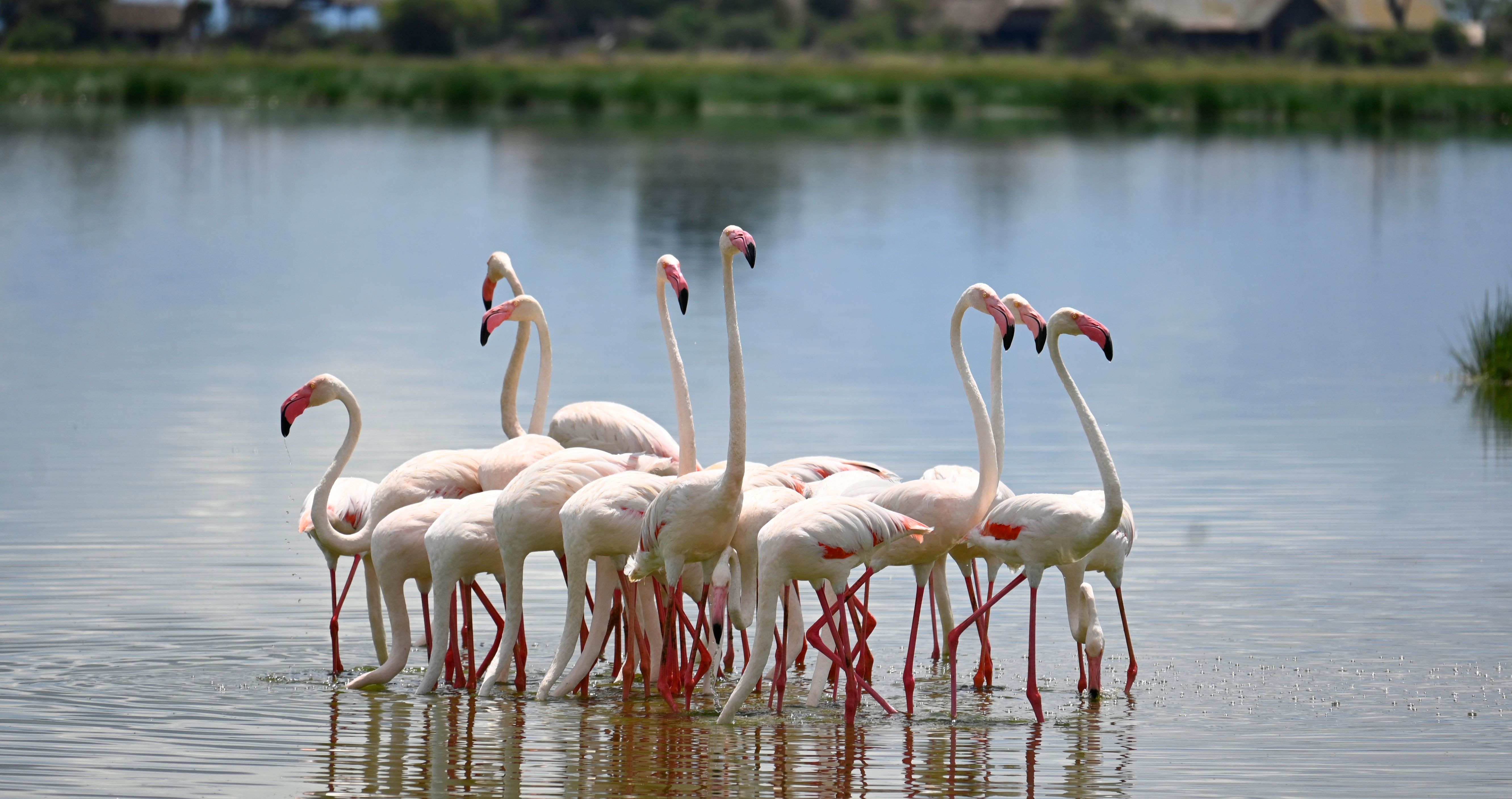 A group of flamingos standing in the water · Free Stock Photo
