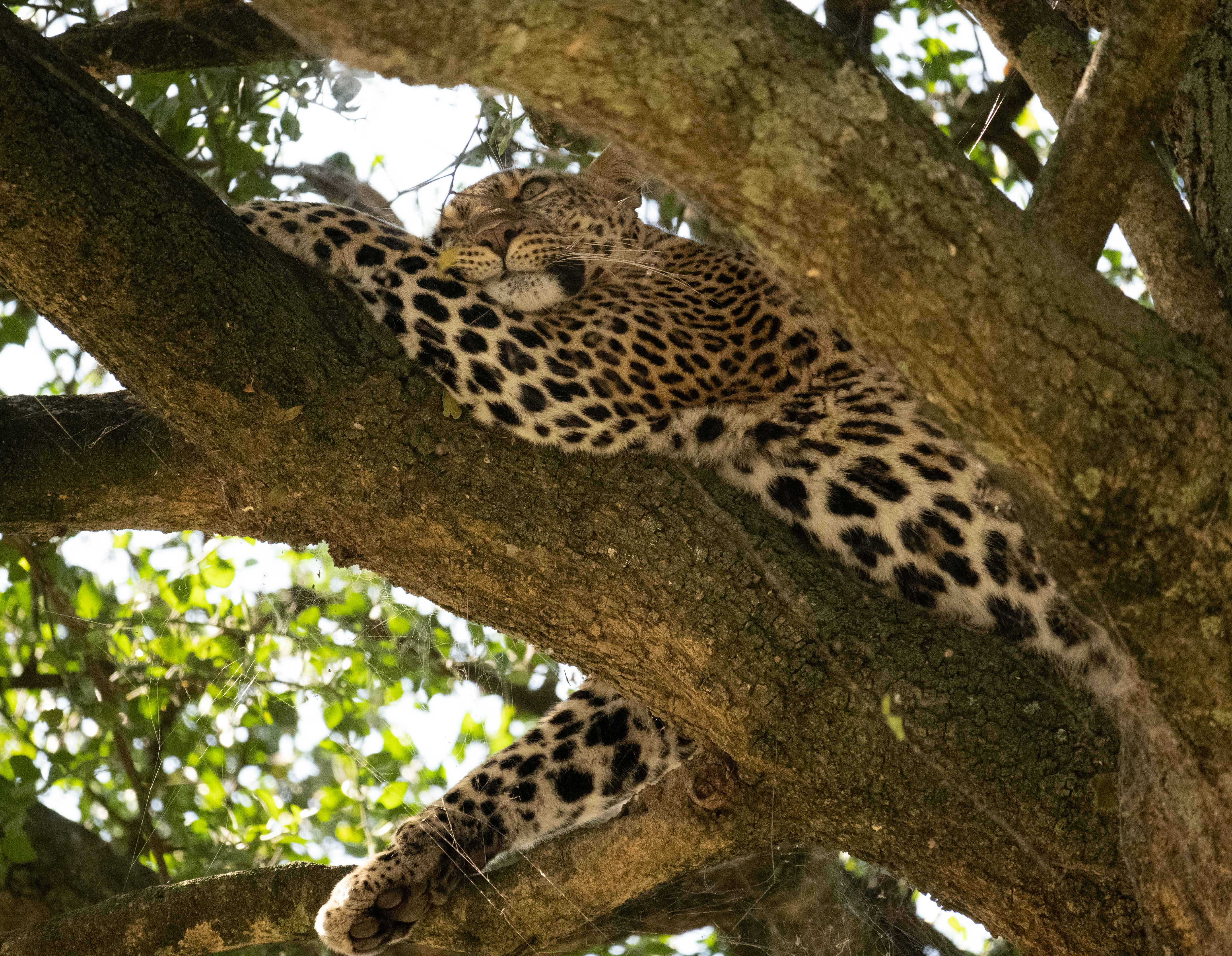 Leopard On Tree Photos, Download The BEST Free Leopard On Tree Stock ...