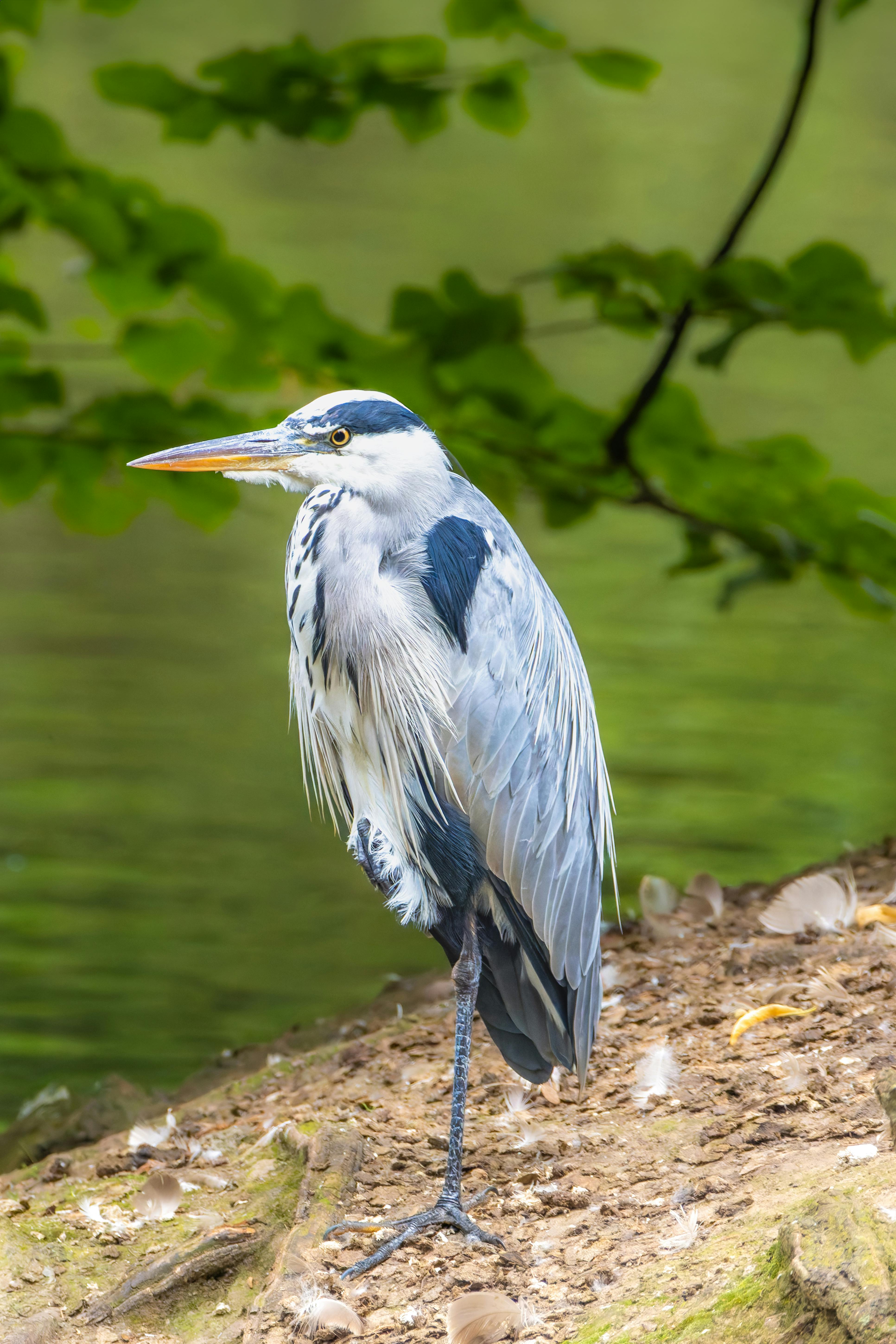 White and Grey Feather Bird Perch on Stone Near Body of Water during ...
