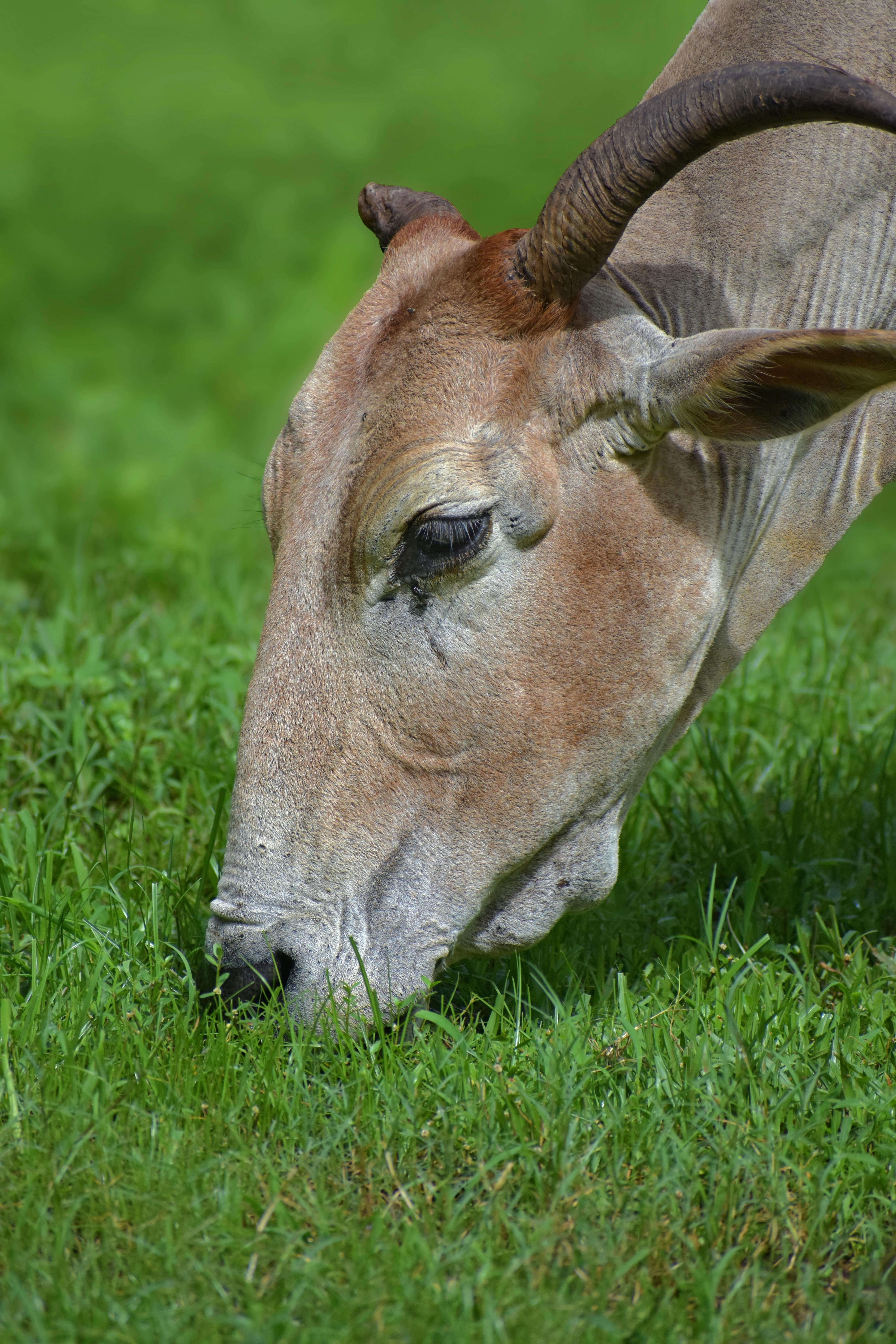 Cow face · Free Stock Photo