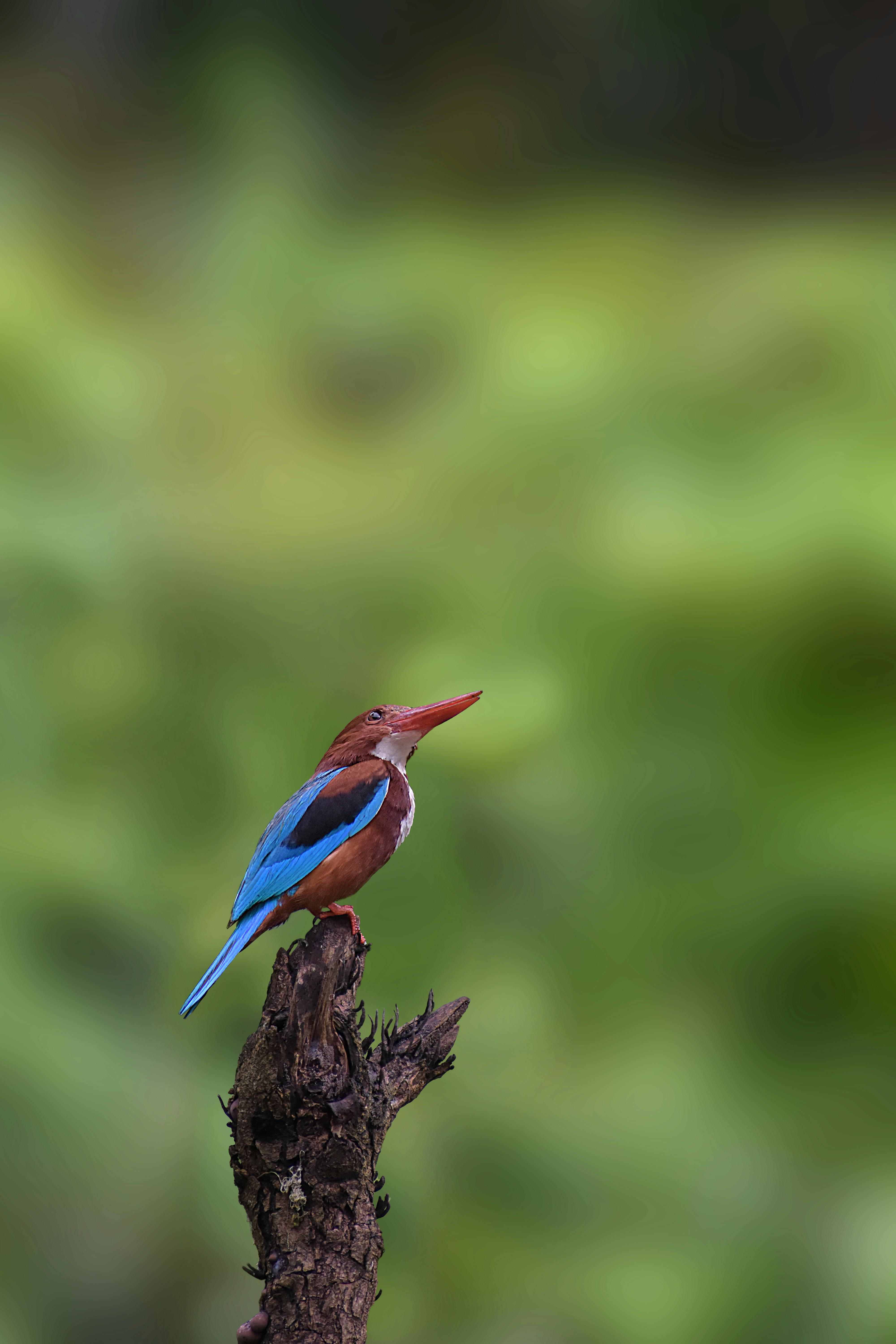 Assam Rainforest Photos, Download The BEST Free Assam Rainforest Stock ...