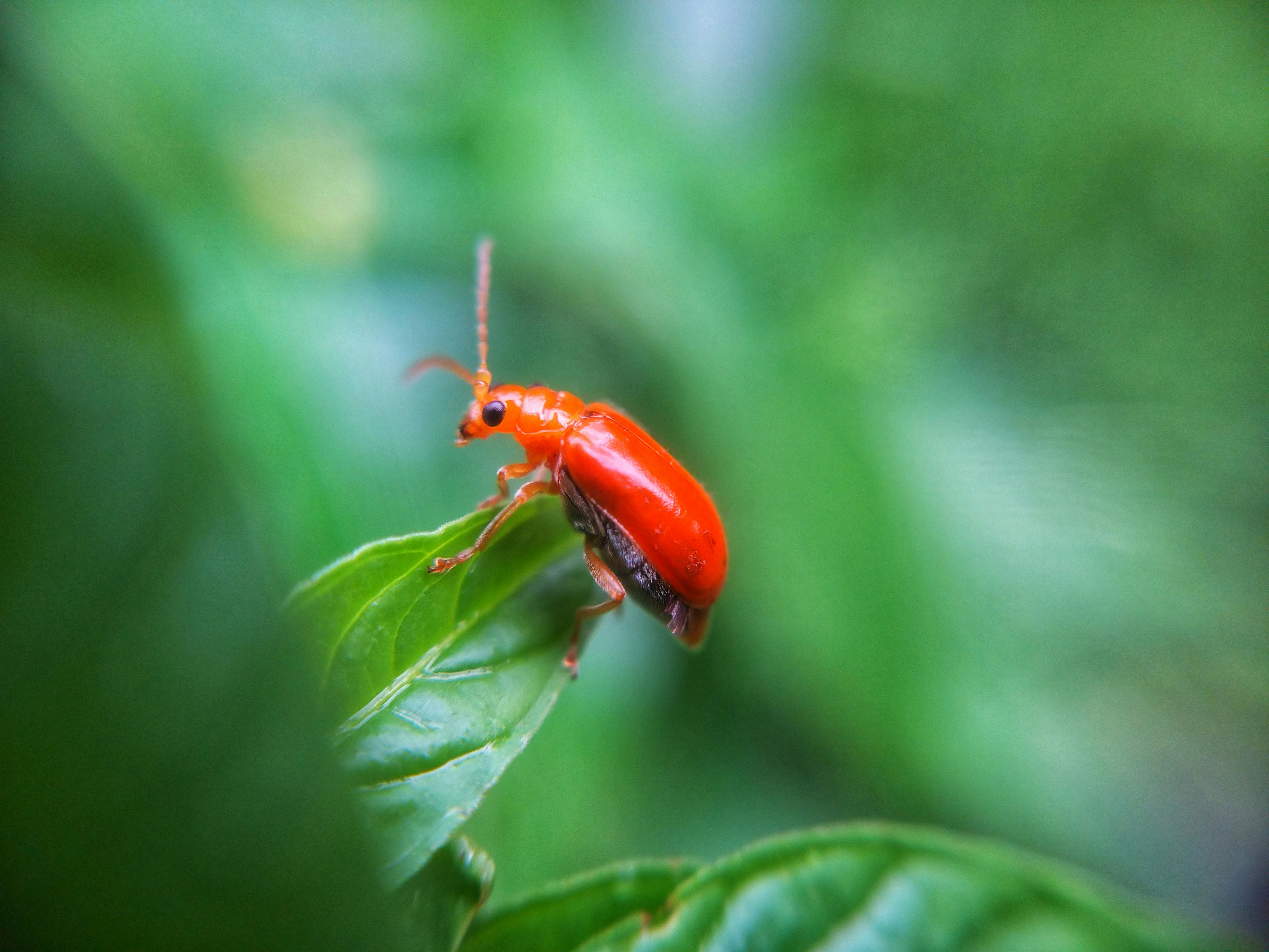 Indian Beetle Photos, Download The BEST Free Indian Beetle Stock Photos ...