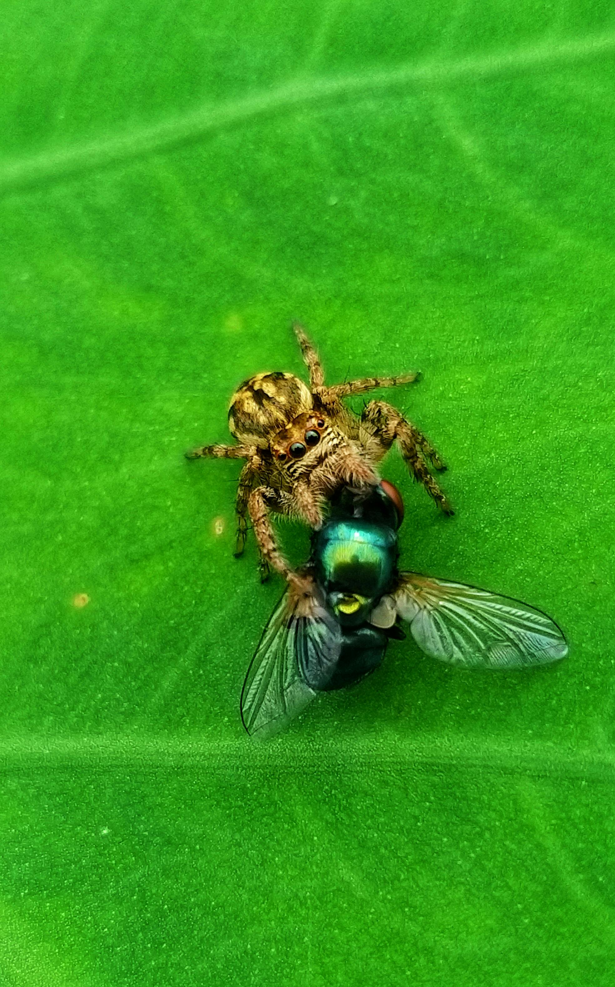 Kill Insect Photos, Download The BEST Free Kill Insect Stock Photos ...