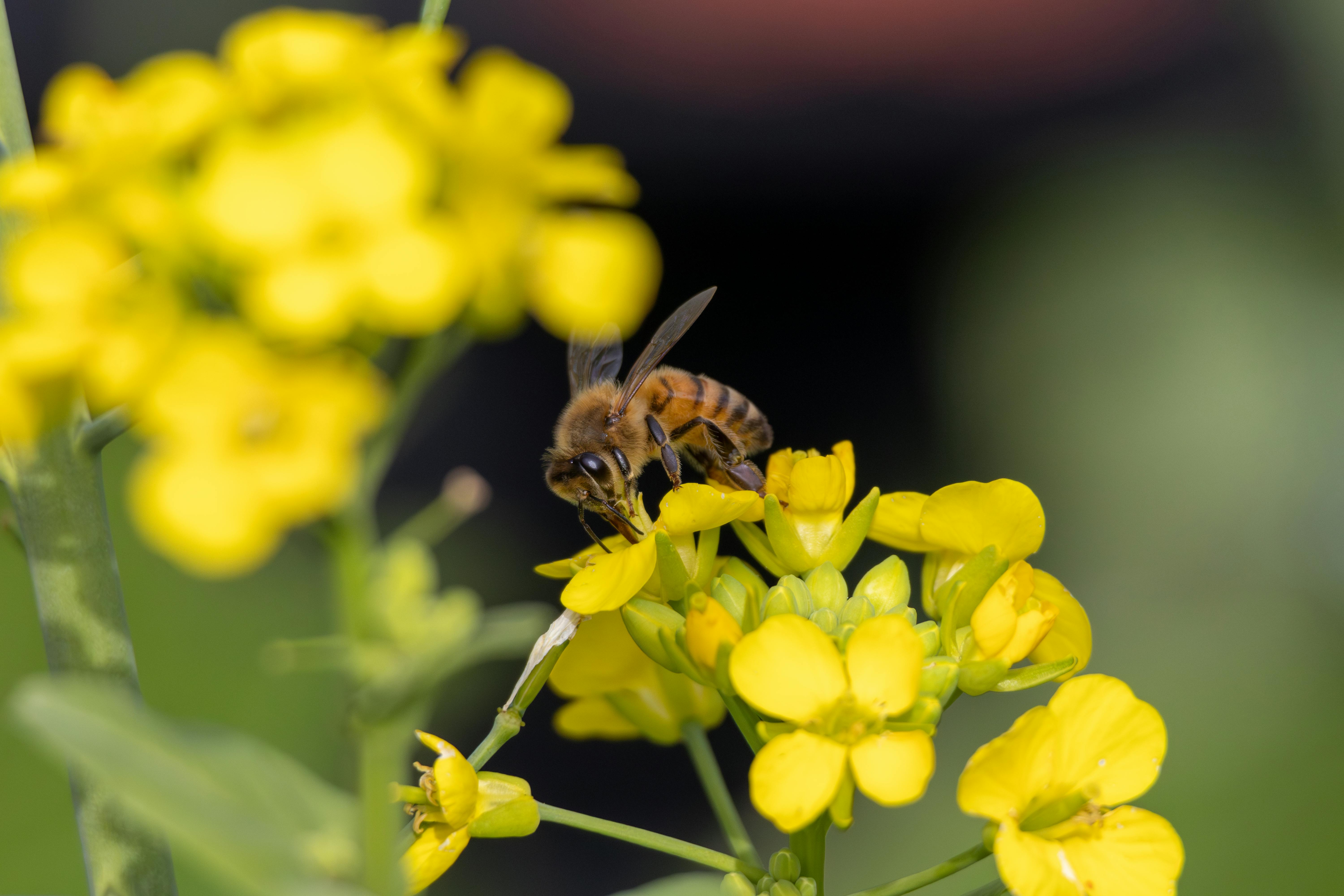 Close-up Photo of Bee in Flower · Free Stock Photo