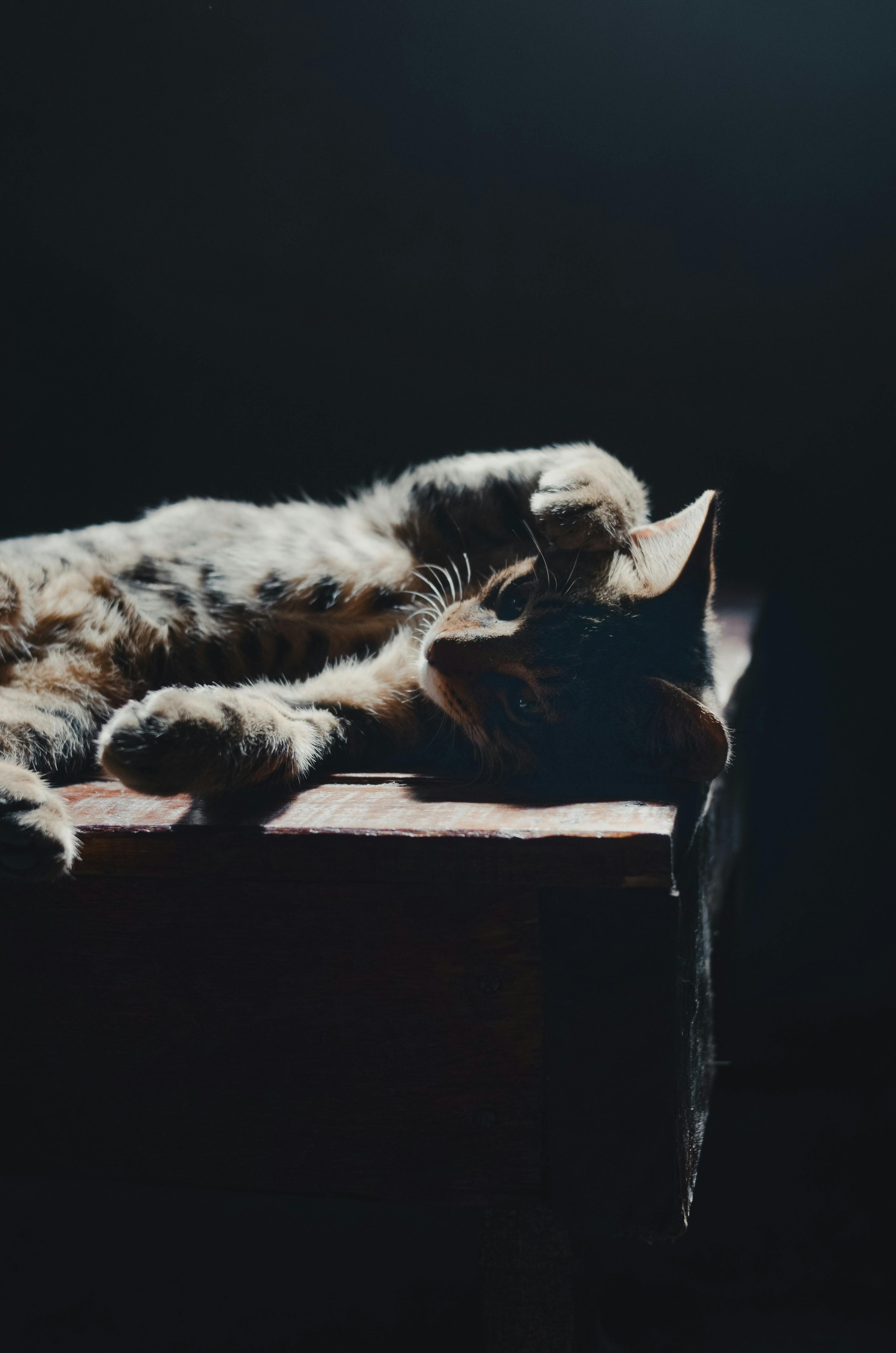 Serene Cat Relaxing in Shadowy Sunlight · Free Stock Photo