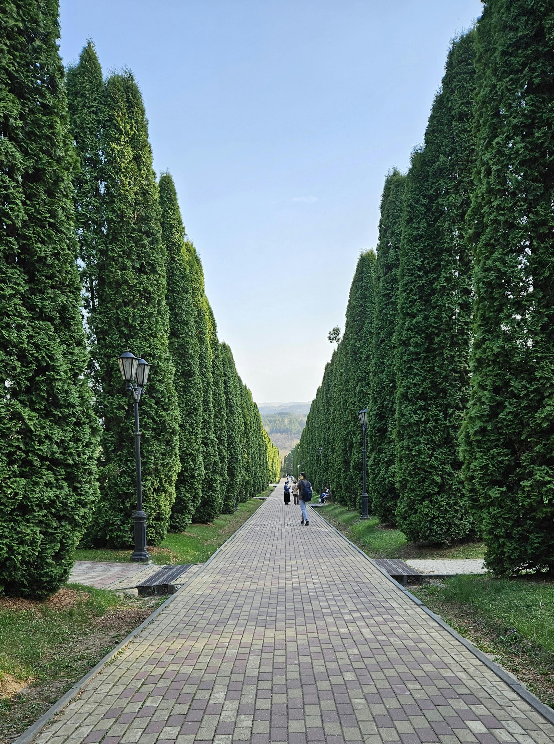 A walkway lined with tall trees and bushes · Free Stock Photo