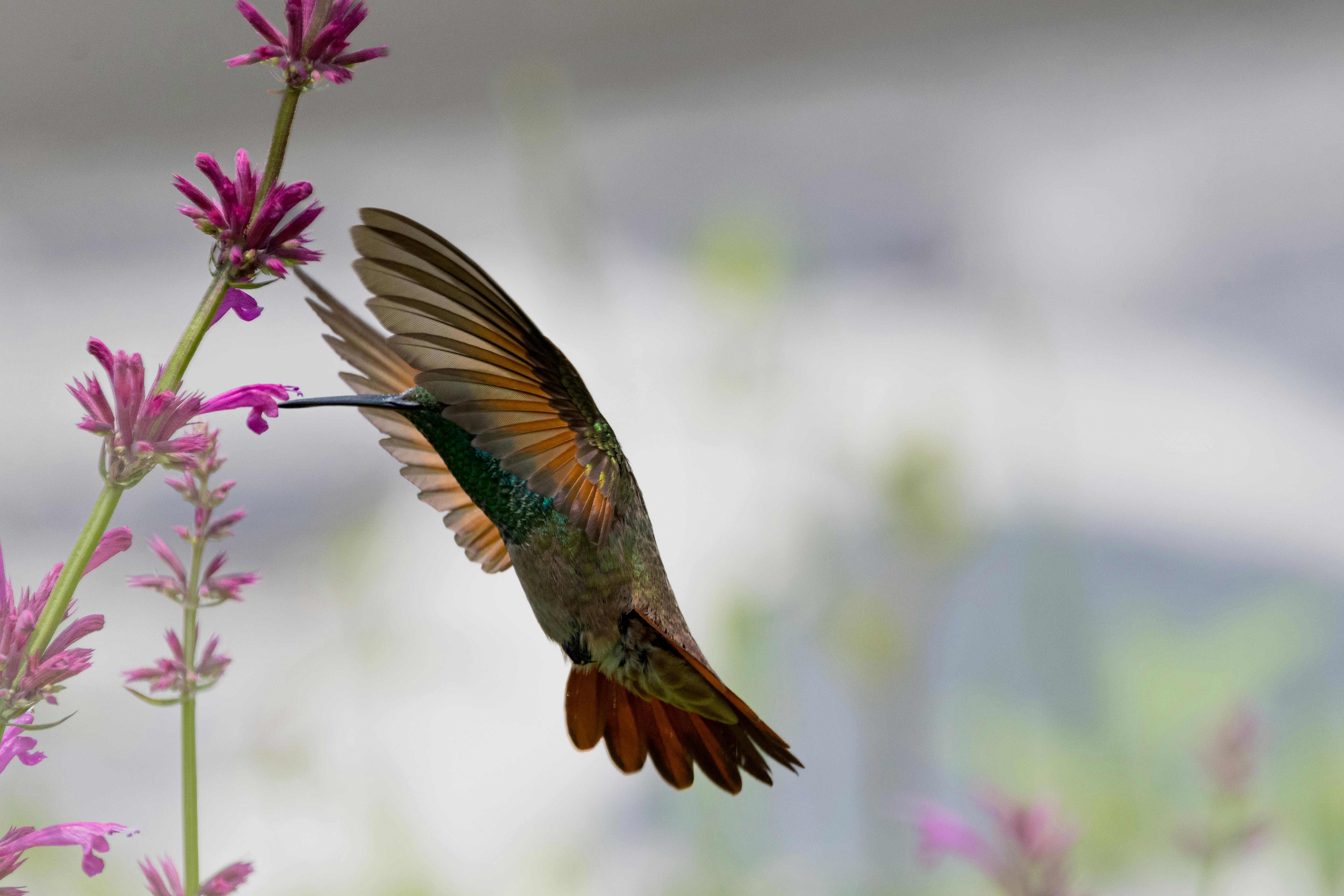 Close-Up Photo of Hummingbird Near Flowers · Free Stock Photo