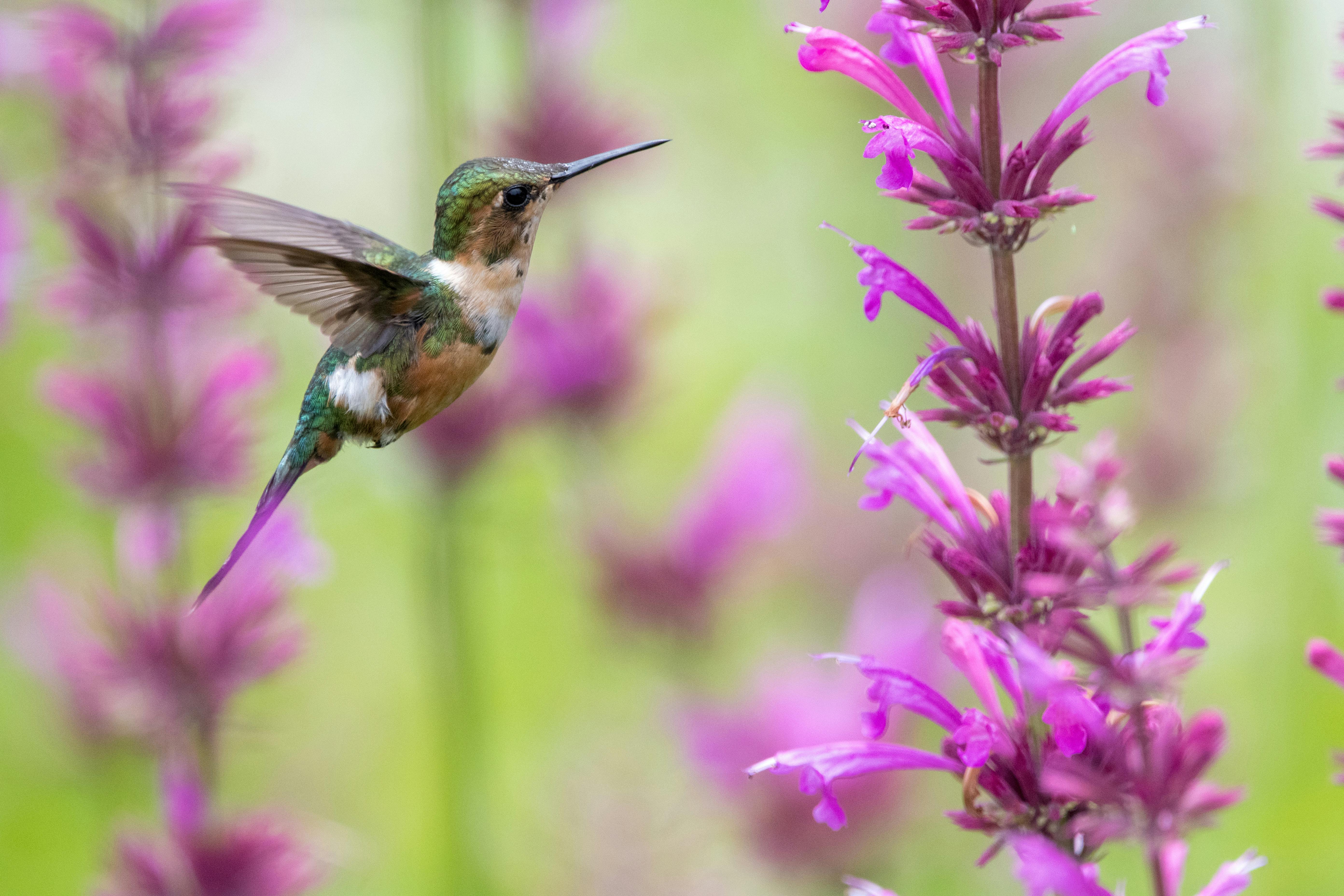 Brown Hummingbird Selective Focus Photography · Free Stock Photo