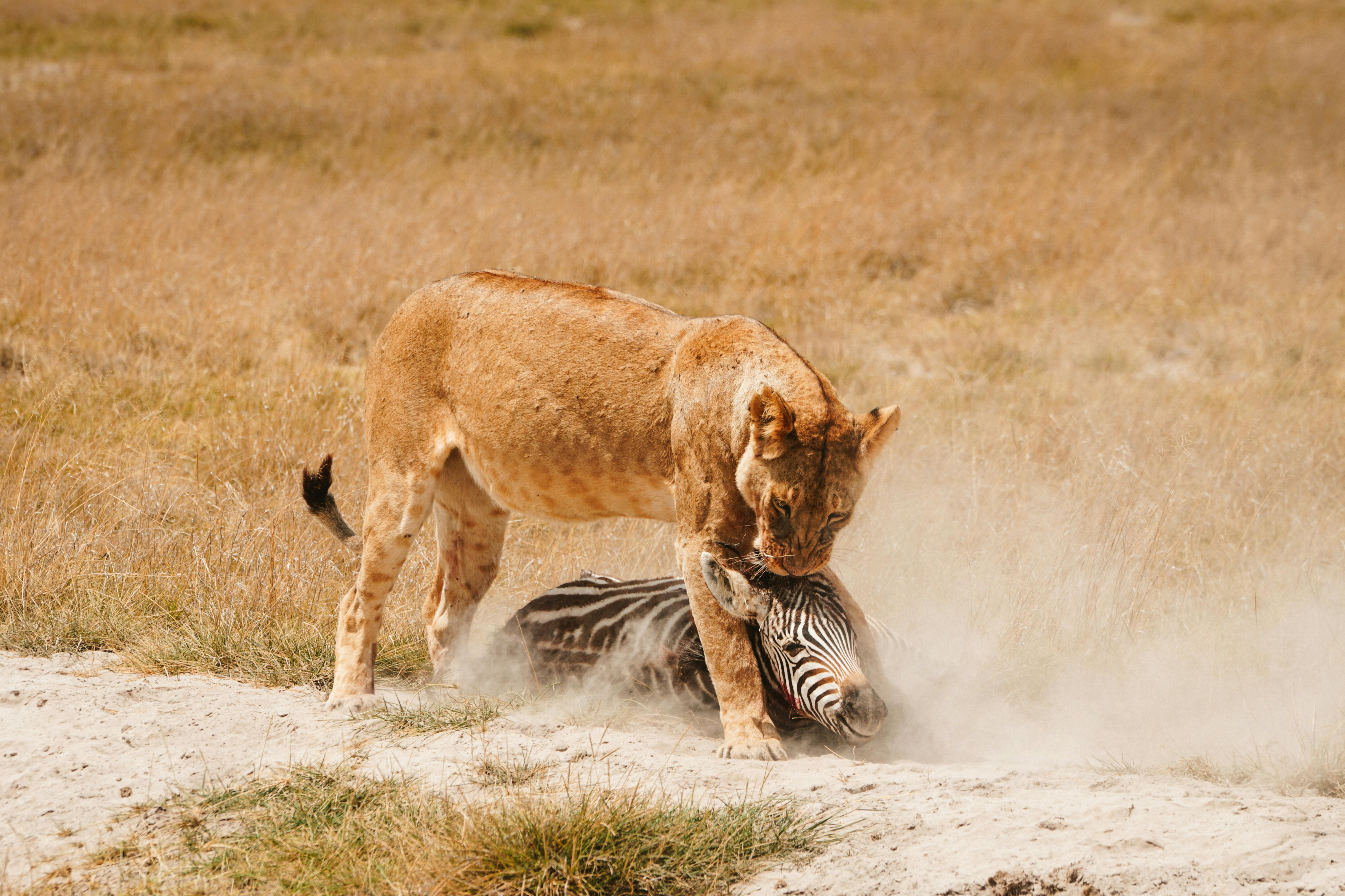 lion eats the prey · Free Stock Photo