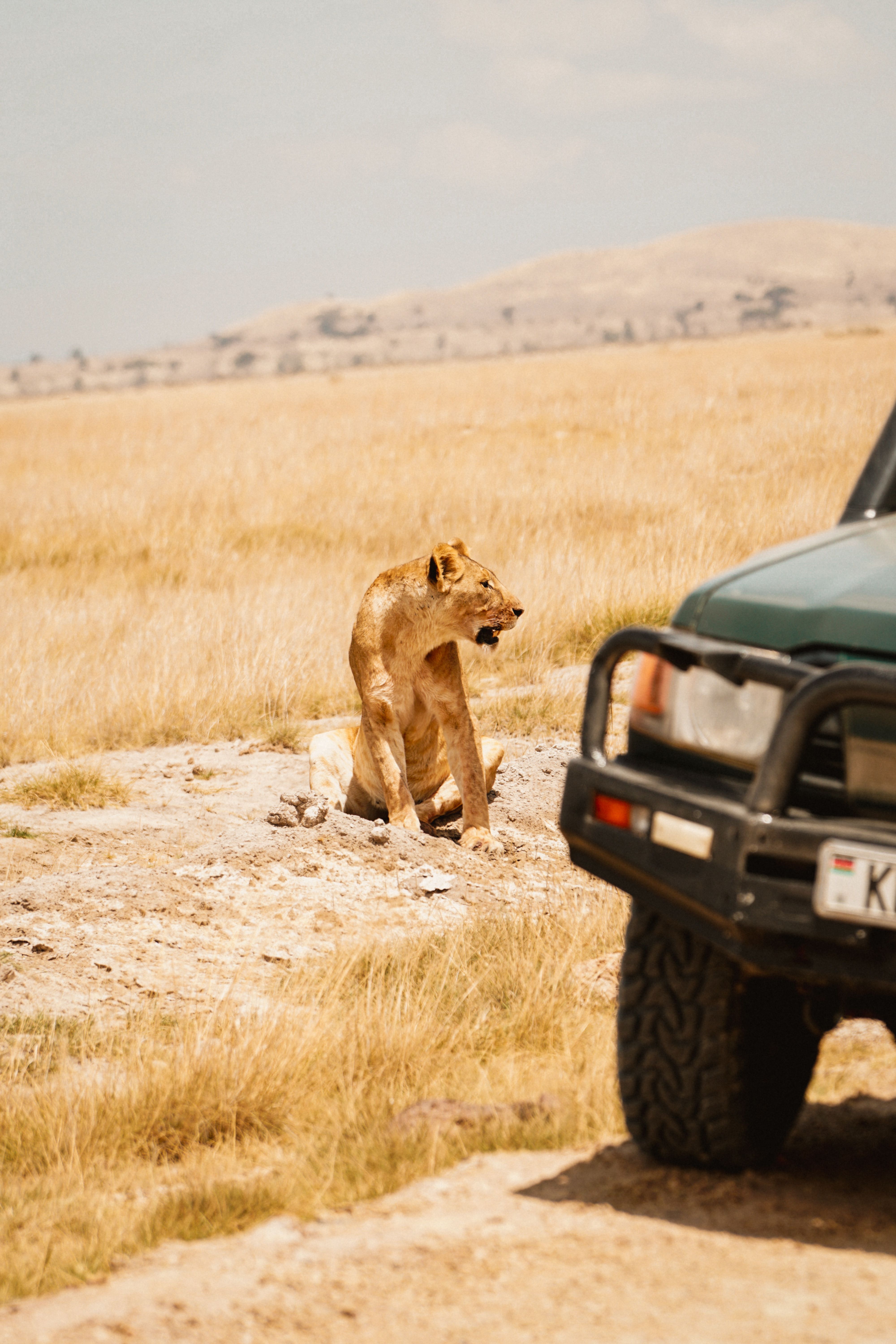 Lion On The Jeep Photos, Download The BEST Free Lion On The Jeep Stock ...