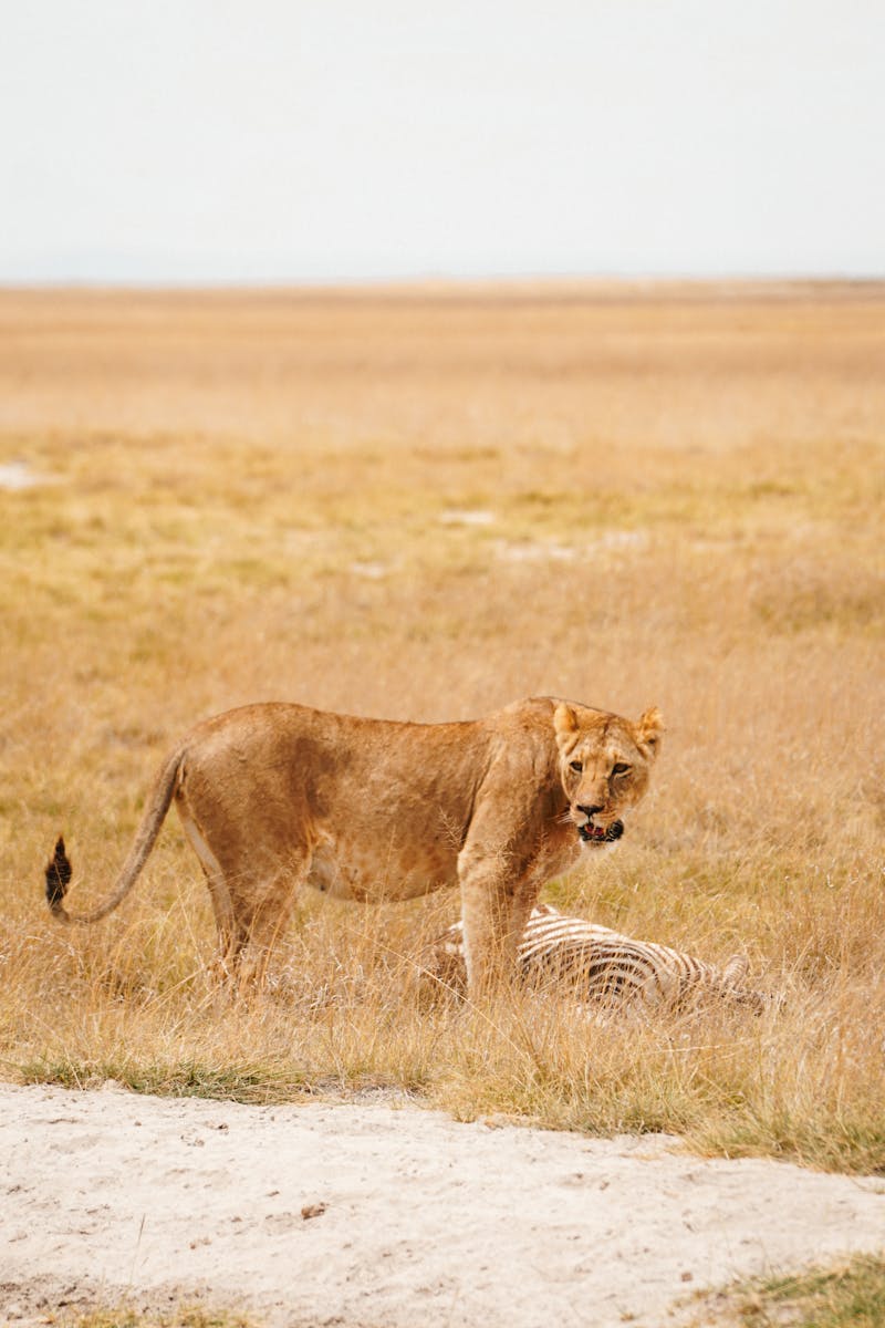 Lion In The Wild Photos, Download The BEST Free Lion In The Wild Stock ...