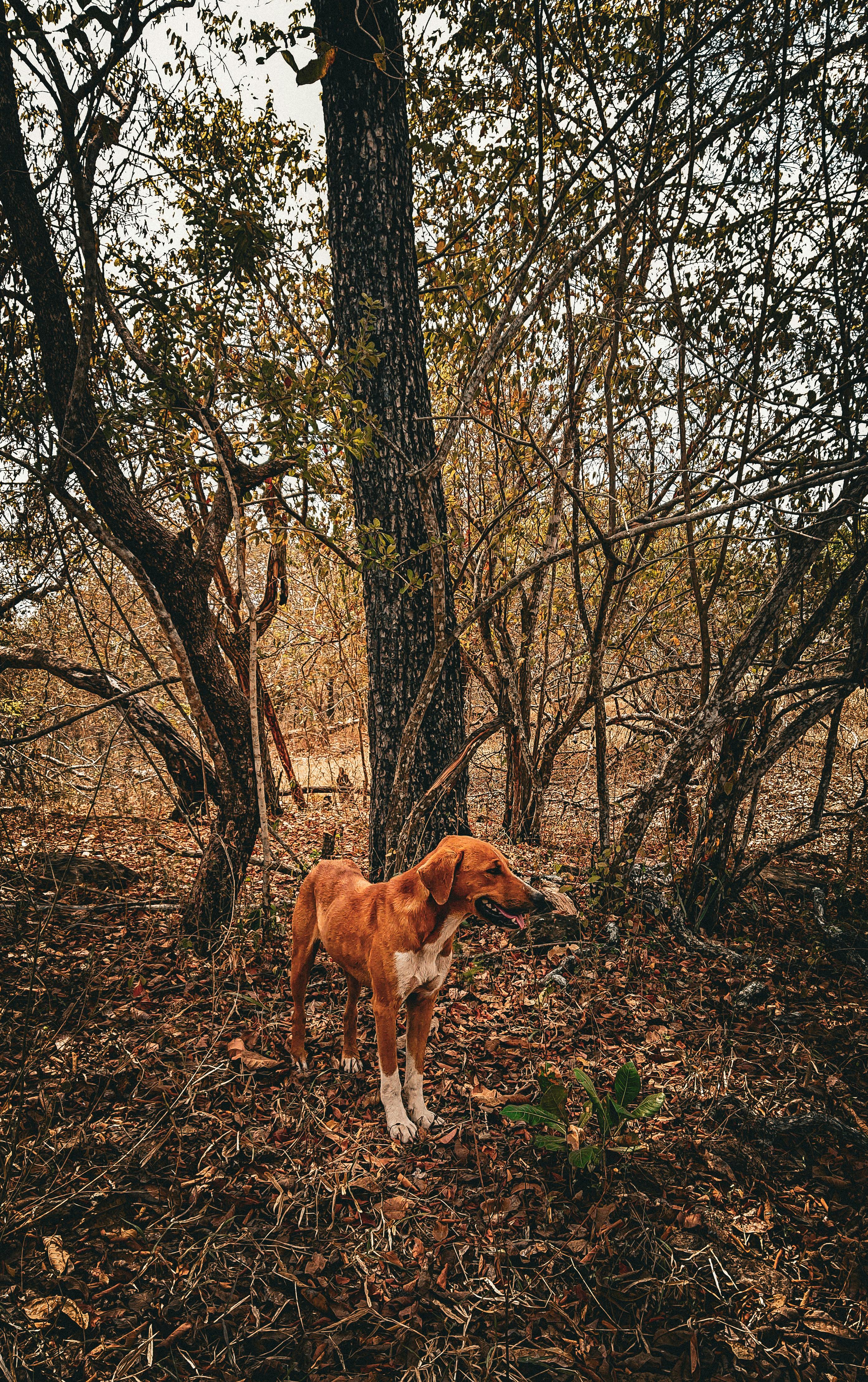 Maasai Dog · Free Stock Photo