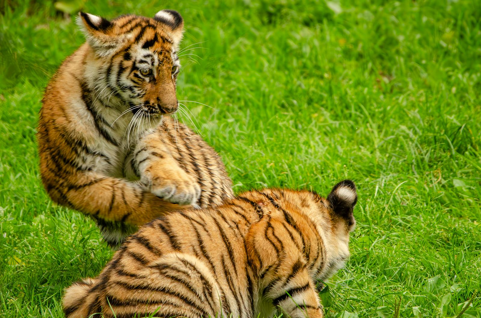 Baby Tiger Photos, Download The BEST Free Baby Tiger Stock Photos & HD ...