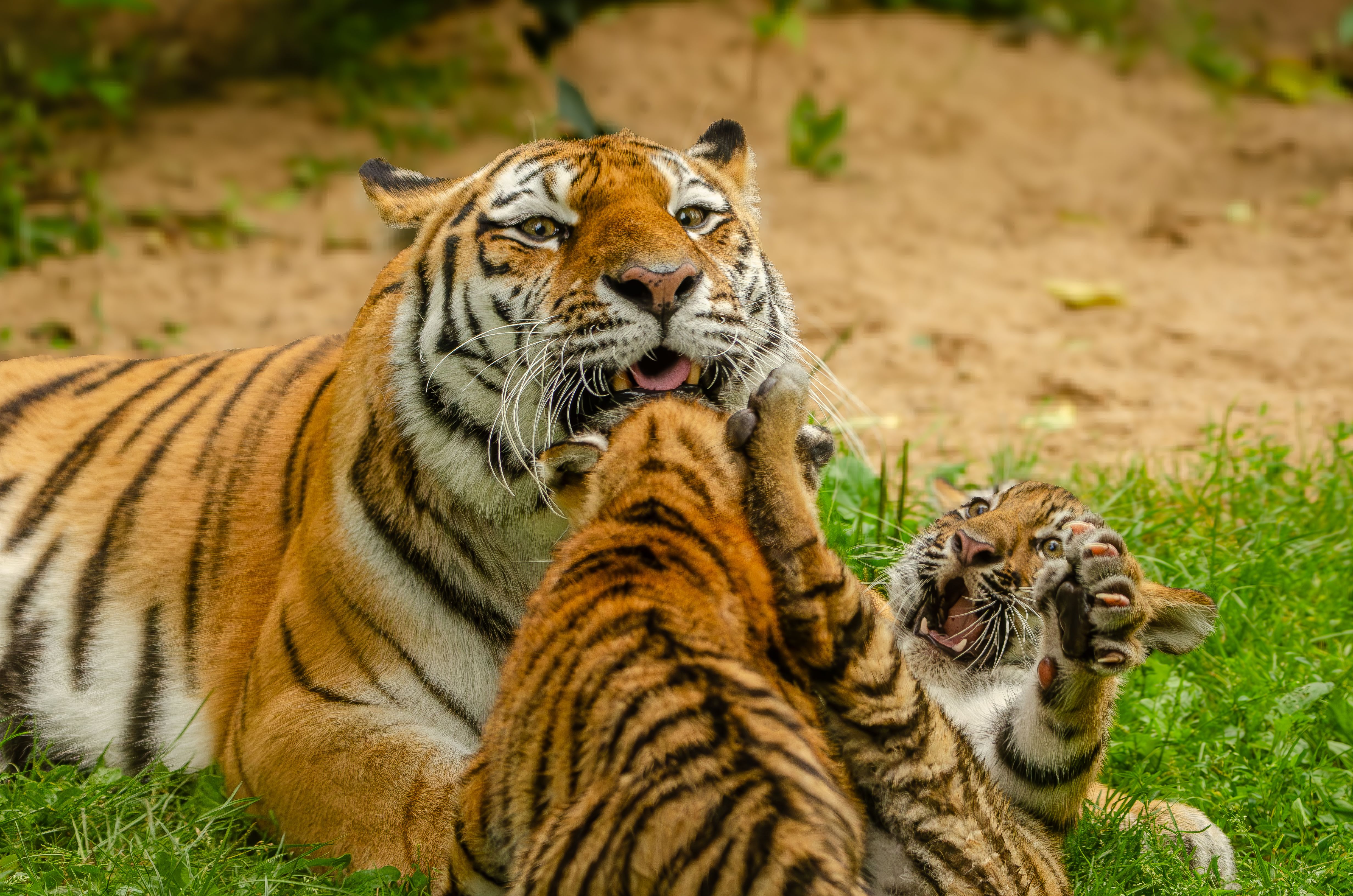 Family Of Tigers Playing On A Rock Photos, Download The BEST Free ...